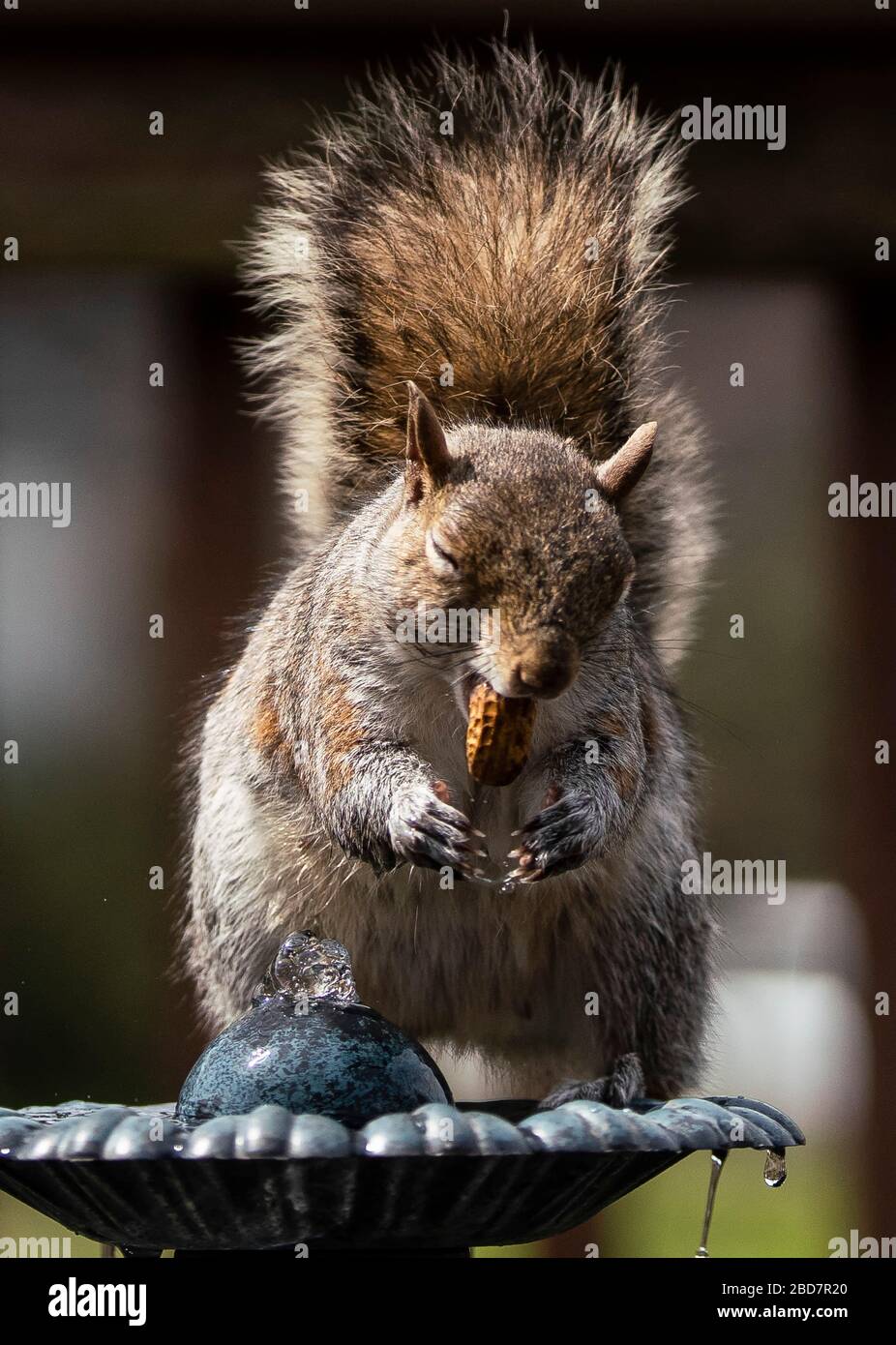 nibbling a nut Stock Photo - Alamy
