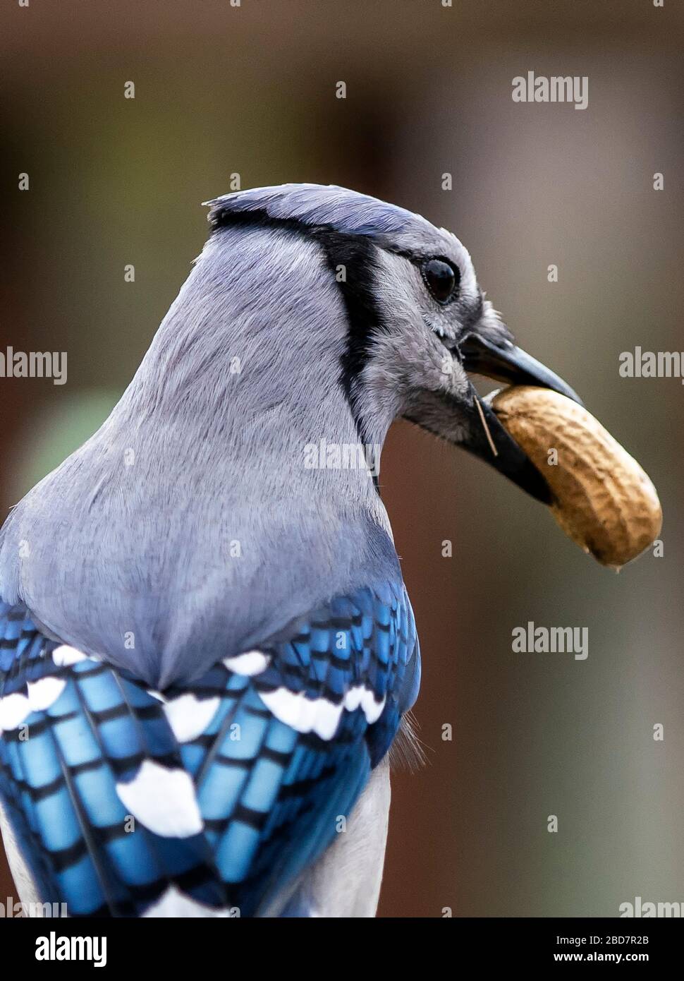 Got a nut Stock Photo - Alamy