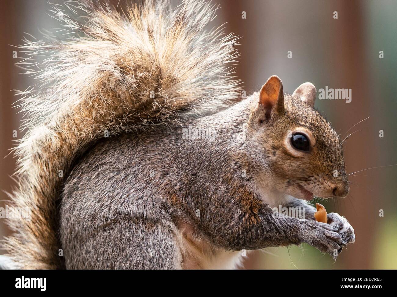 Rodent eater hi-res stock photography and images - Alamy