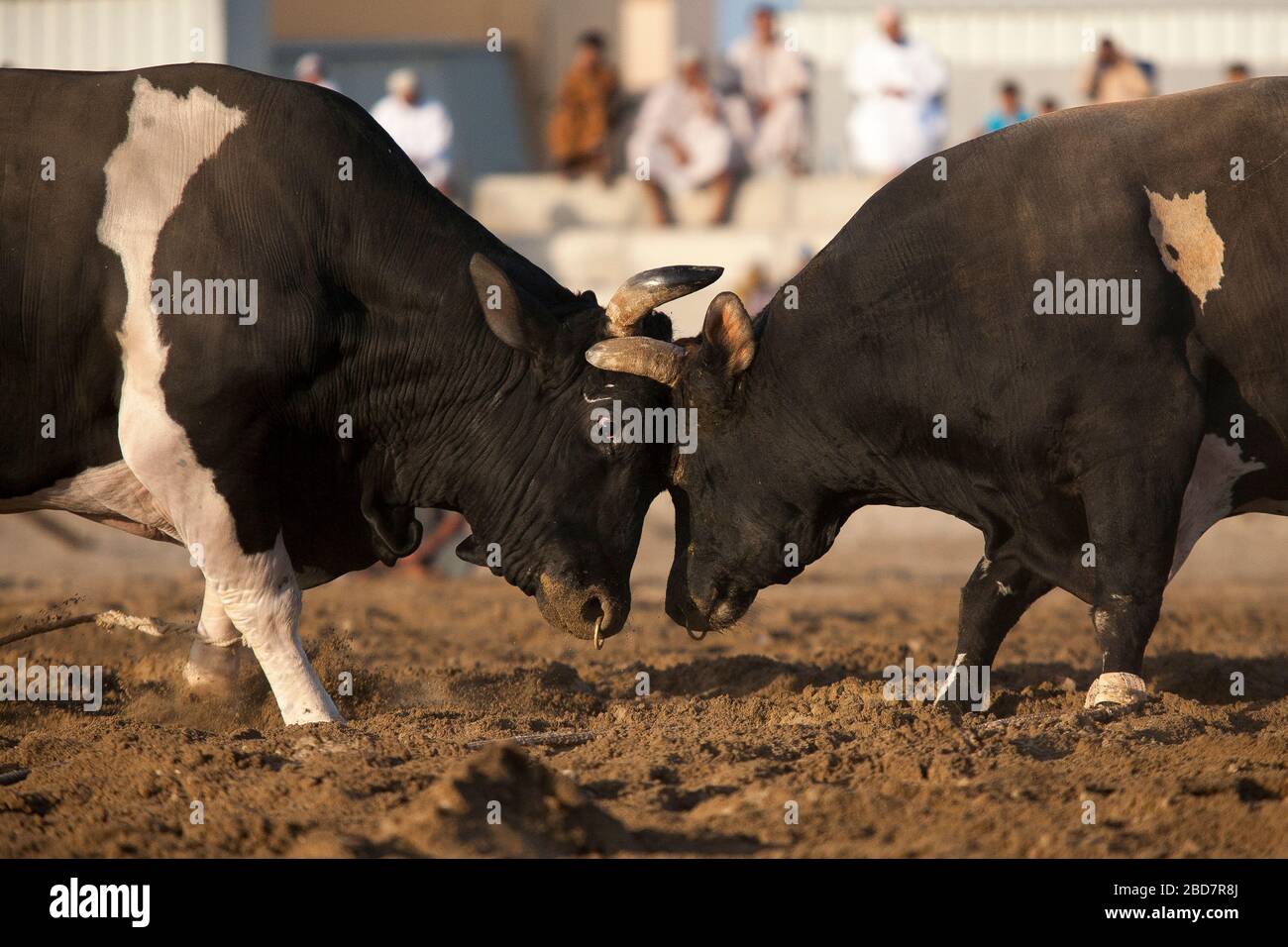 Bull fighting action between the big prize winning brahmin bulls at the ...