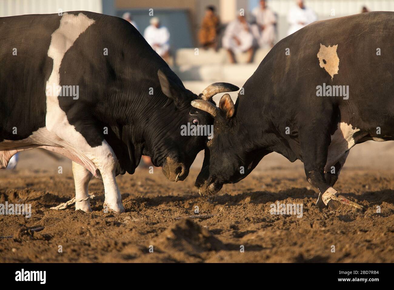 Bull arabs hi-res stock photography and images - Alamy