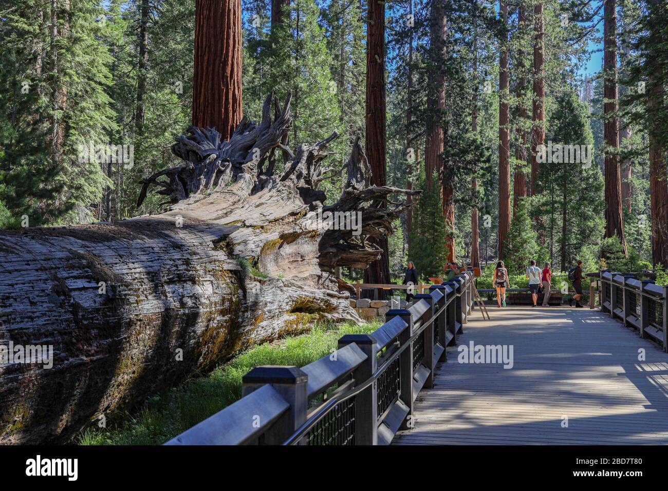 The Fallen Monarch, a now dead Giant Sequoia, lies adjacent to the ...