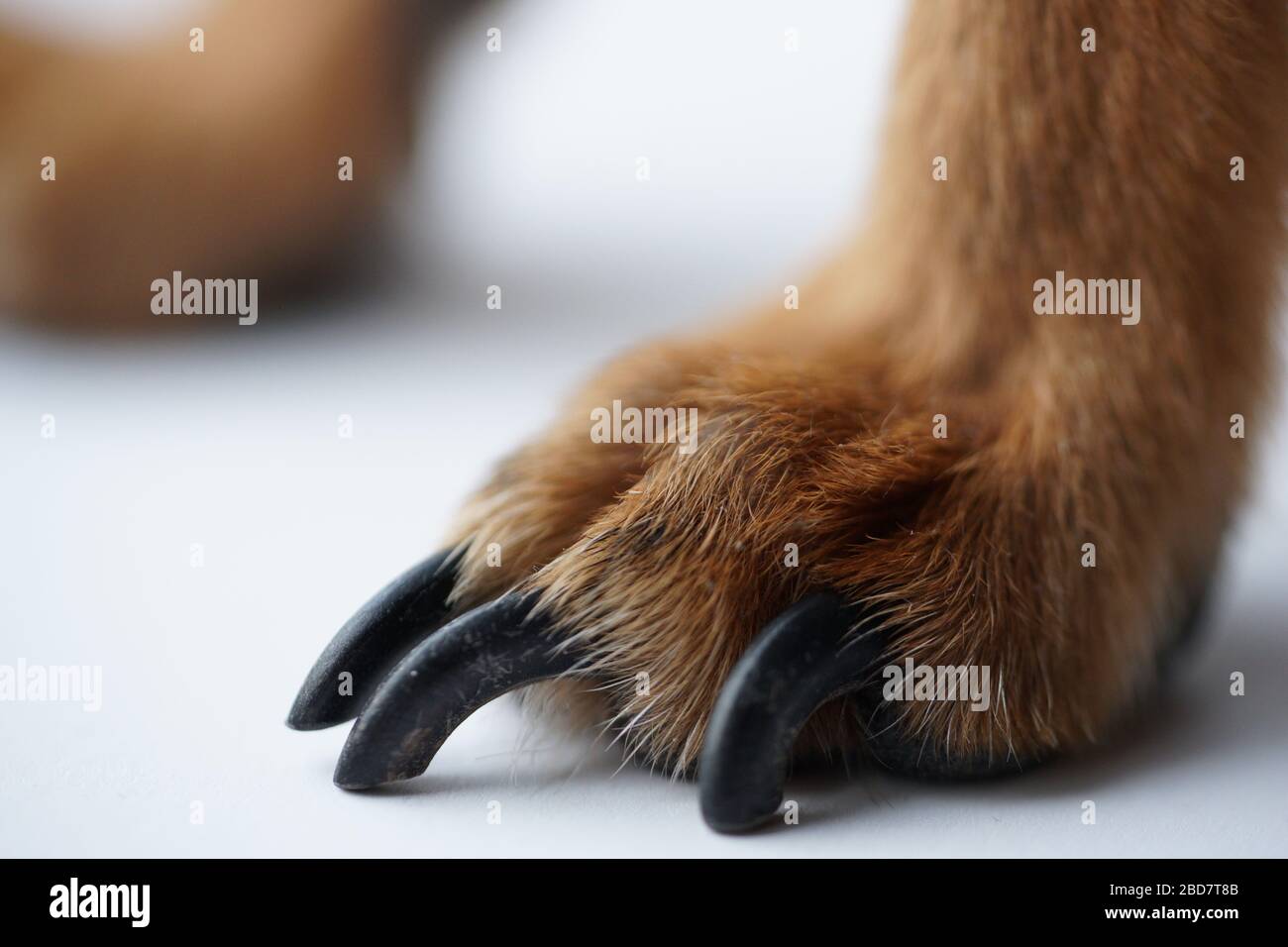 Paws with long claws of a small dog on a white background close-up ...