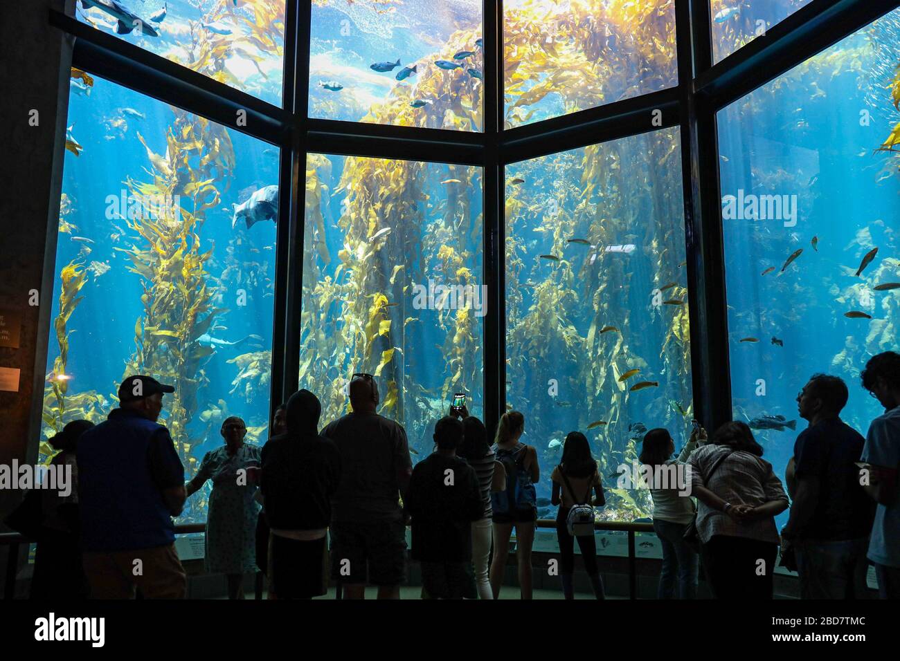 Kelp Forest Display in the Monterey Bay Aquarium Stock Photo - Alamy