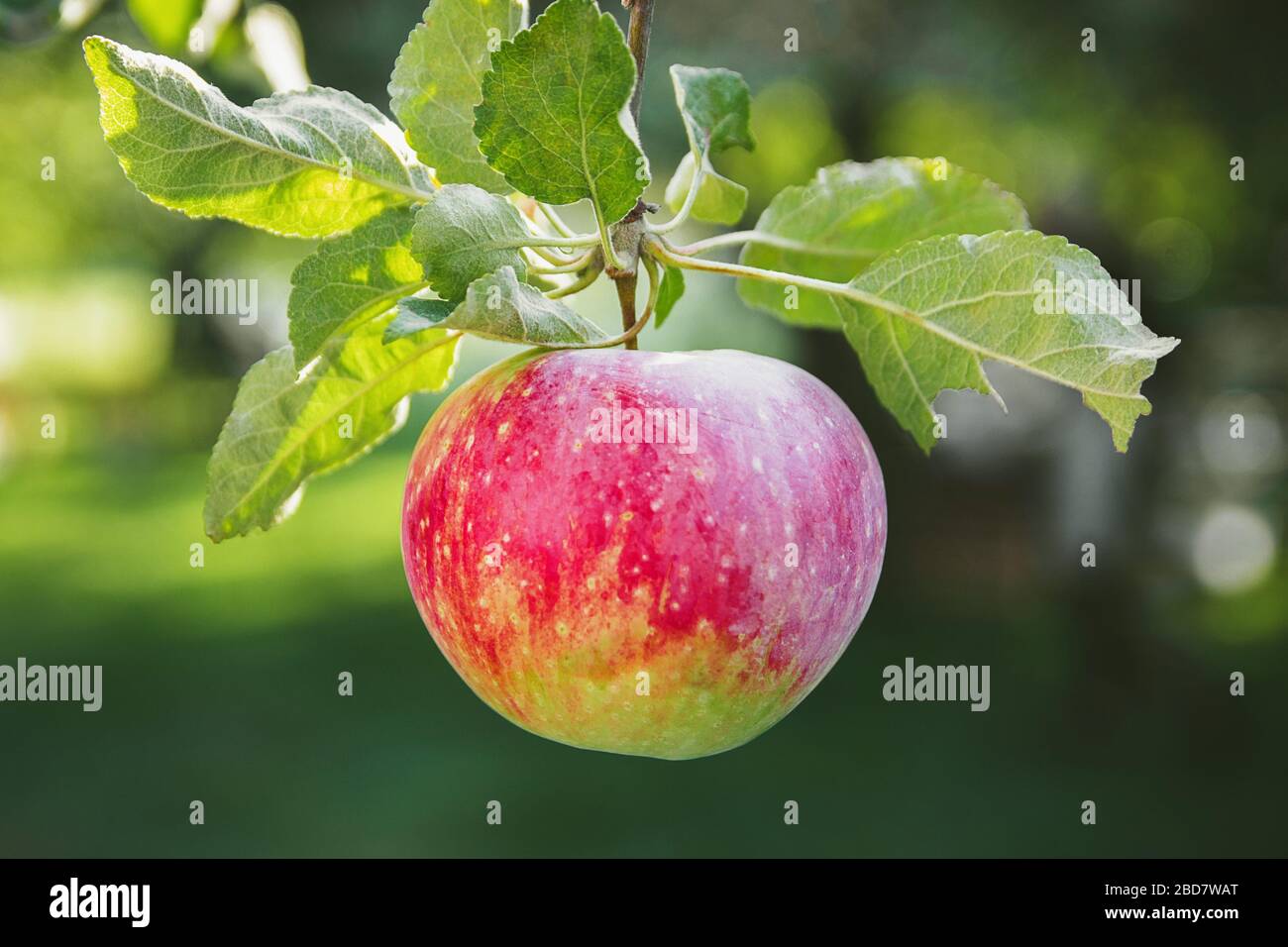 Big red apples close-up on a tree branch. Ripe fruits Stock Photo - Alamy