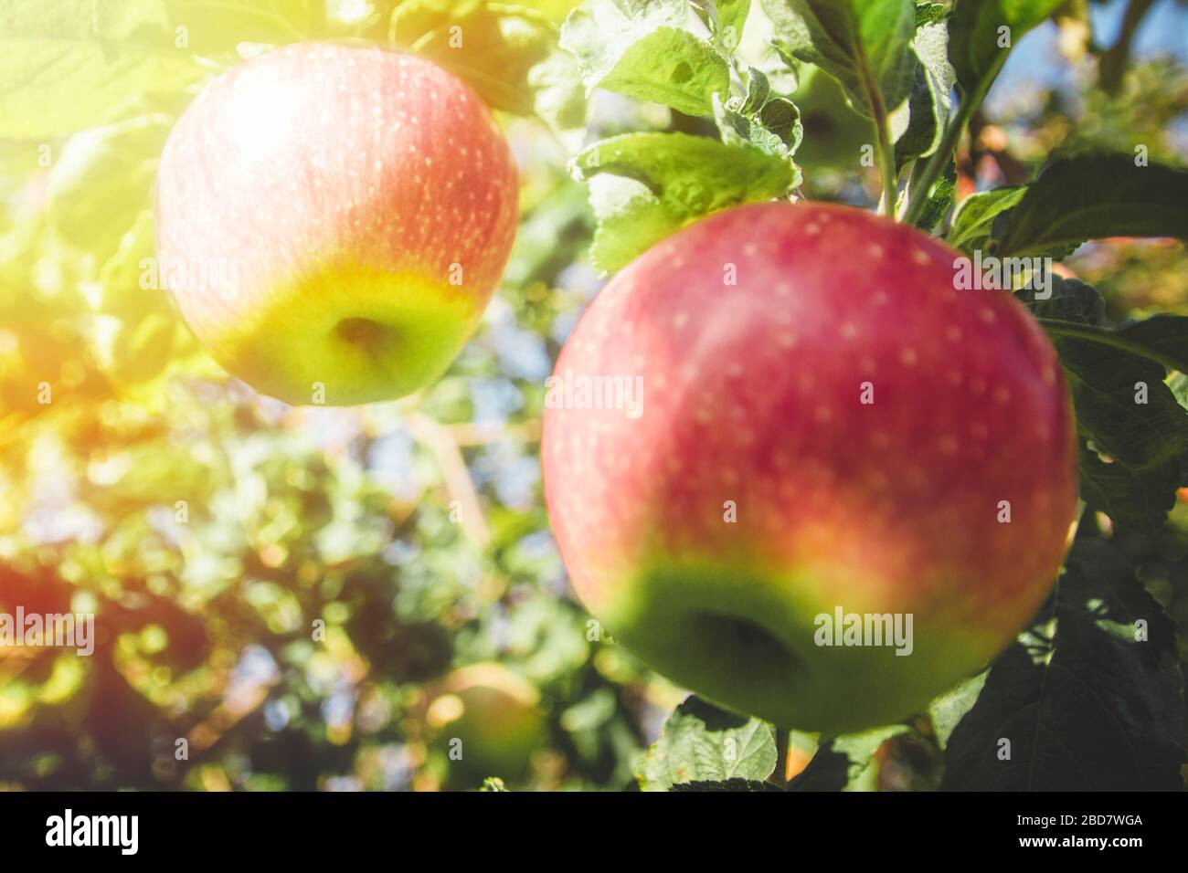 Big red apples close-up on a tree branch. Ripe fruits Stock Photo - Alamy
