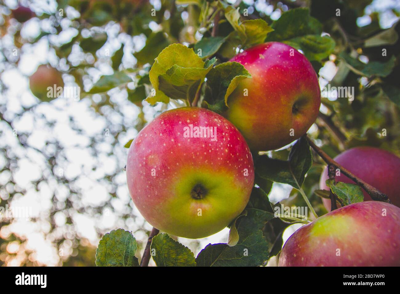 Big red apples close-up on a tree branch. Ripe fruits Stock Photo - Alamy