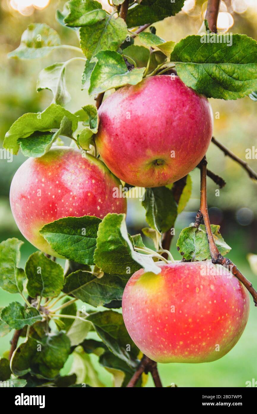 Big red apples close-up on a tree branch. Ripe fruits Stock Photo - Alamy