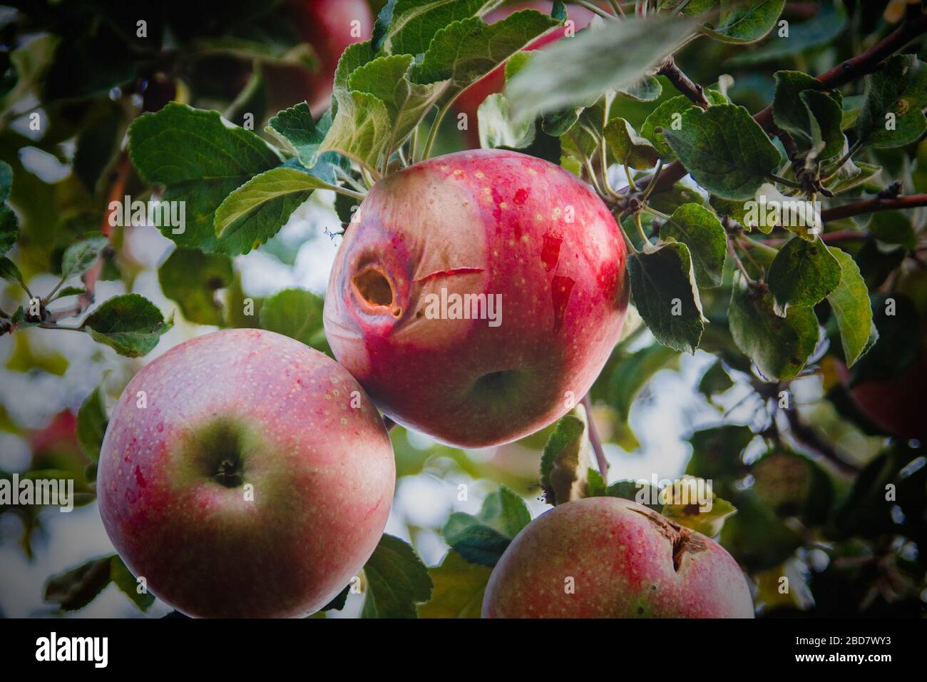 Rotten Fruits On Tree High Resolution Stock Photography and Images - Alamy
