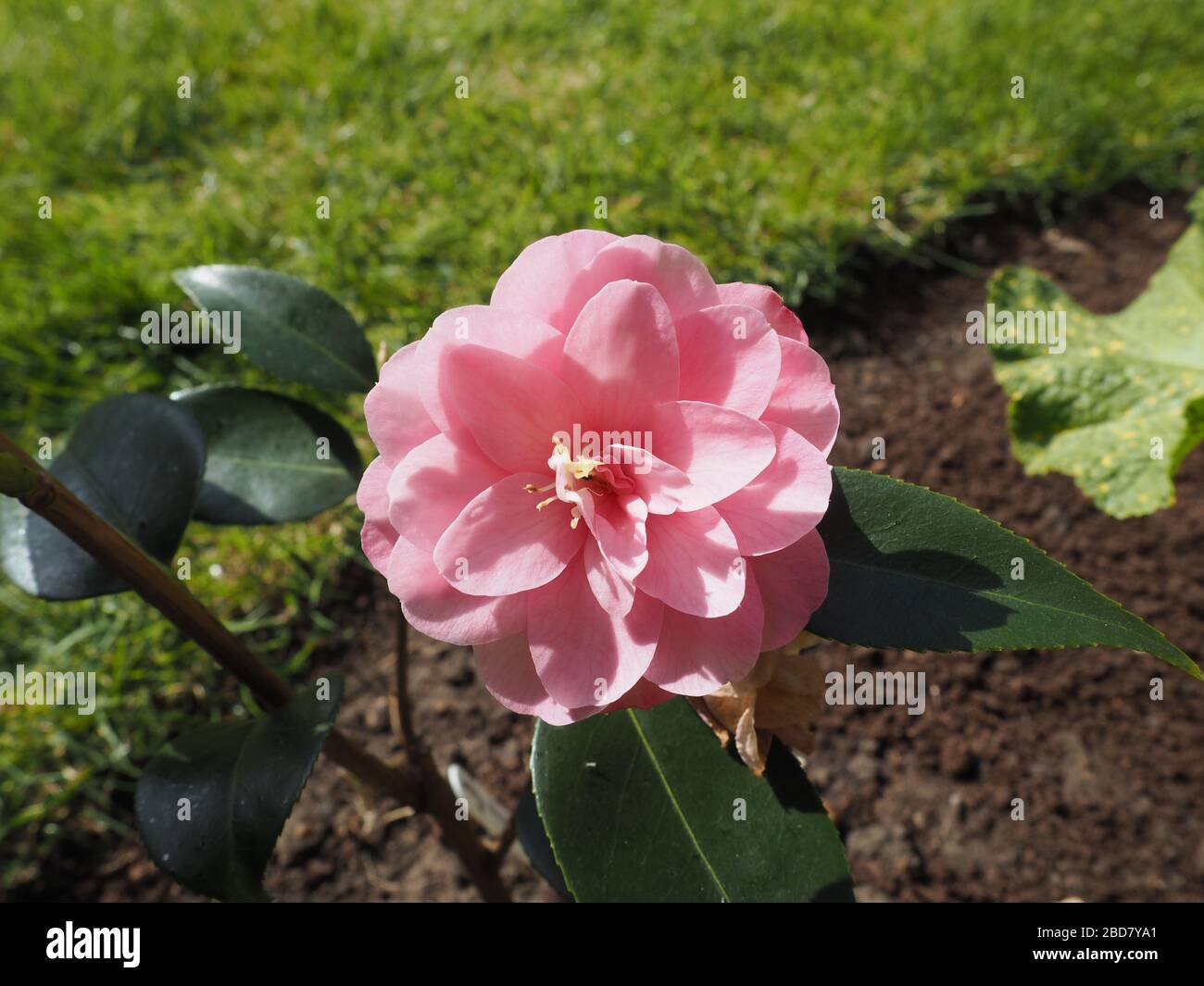Pink Camellia flower, fully open Stock Photo - Alamy