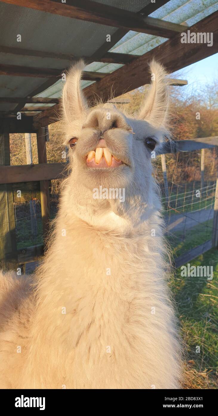 llama (Lama glama), portrait, looking toward camera, Germany Stock ...