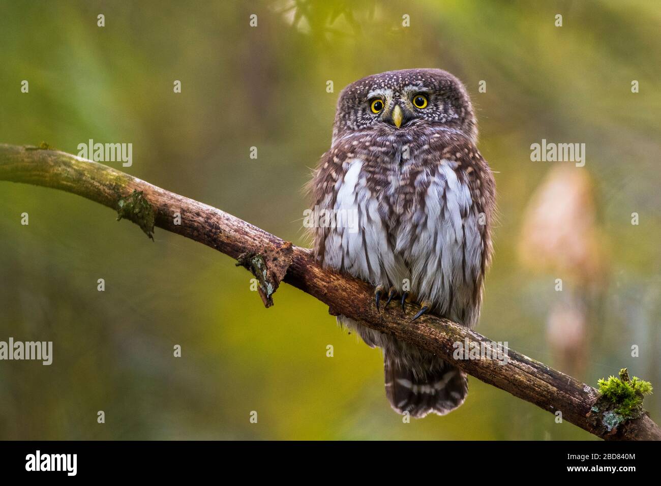 Eurasian pygmy owl (Glaucidium passerinum), perches on a branch ...