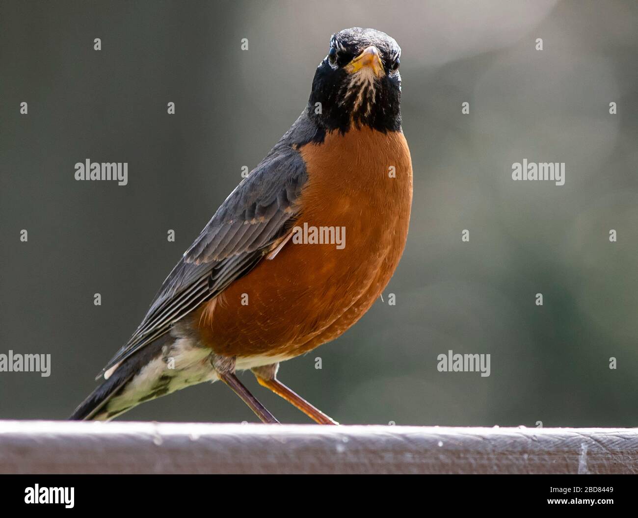 Robin posing hi-res stock photography and images - Alamy