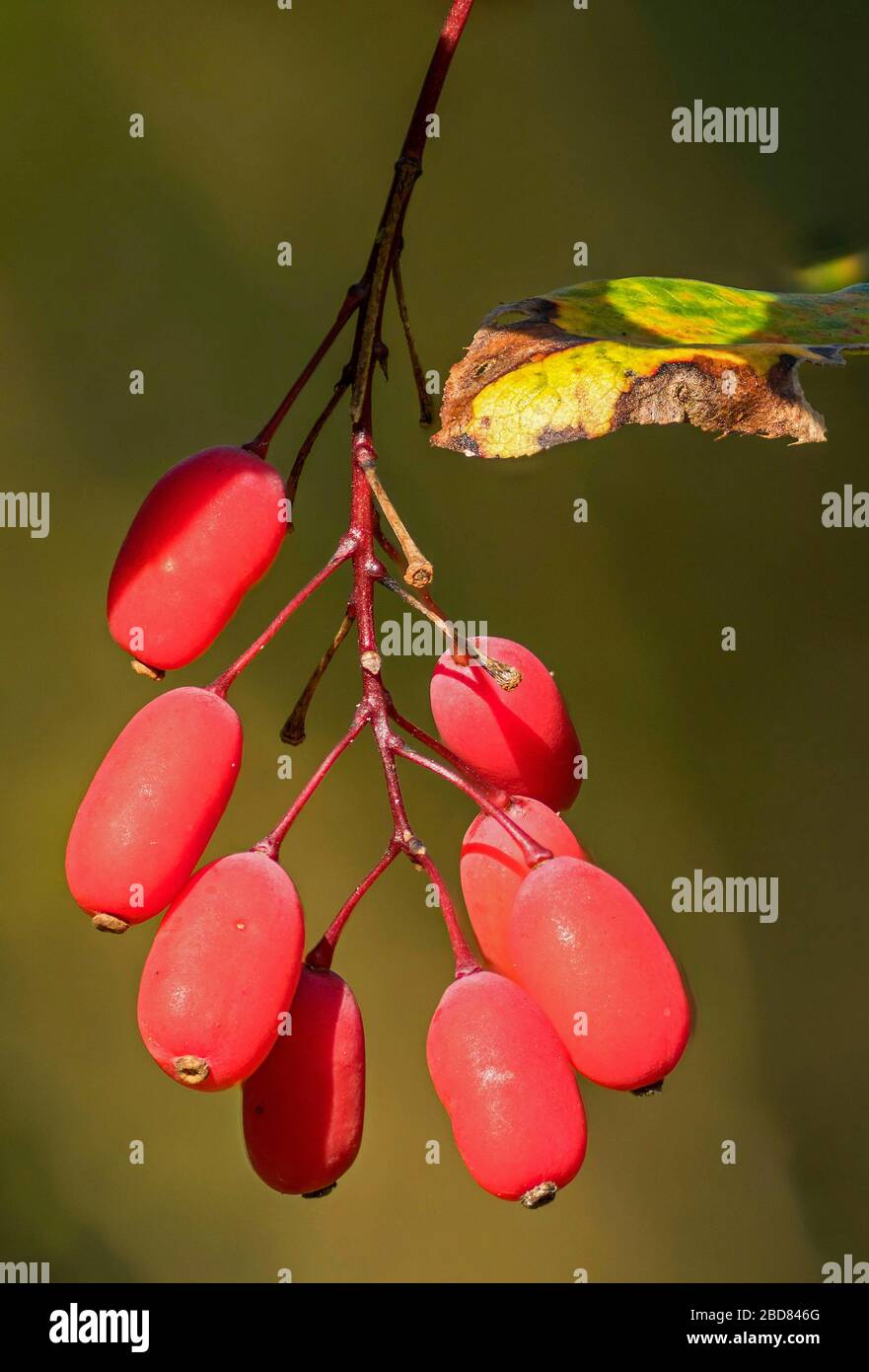 common barberry, European barberry (Berberis vulgaris), branch with ...