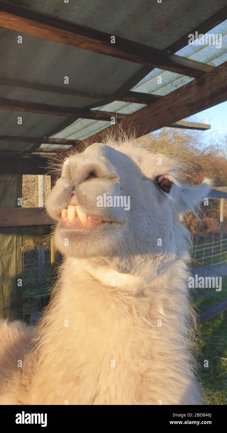 llama (Lama glama), portrait, looking toward camera, Germany Stock ...