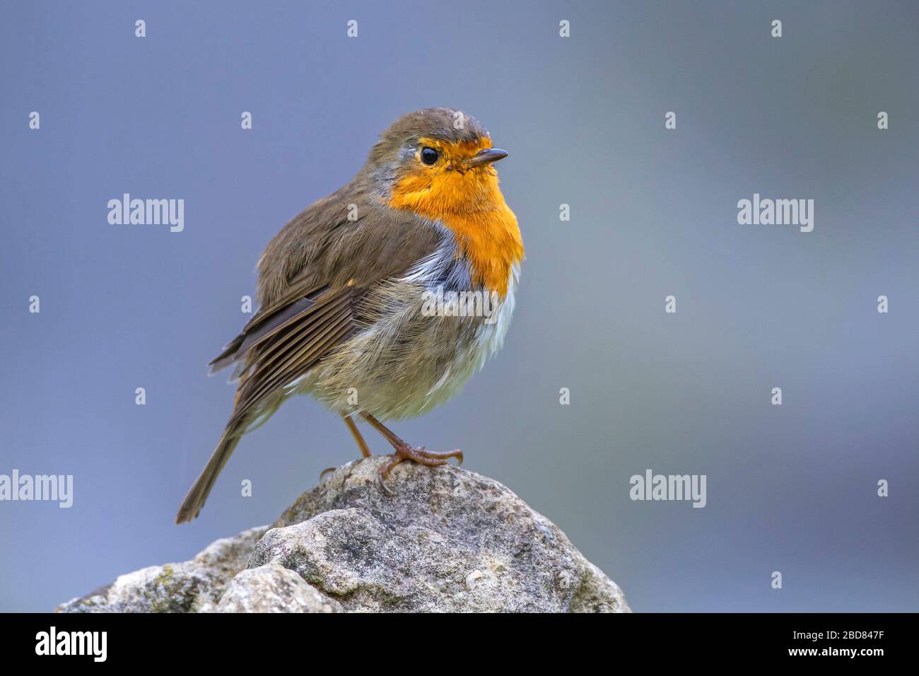 Robin stone hi-res stock photography and images - Alamy