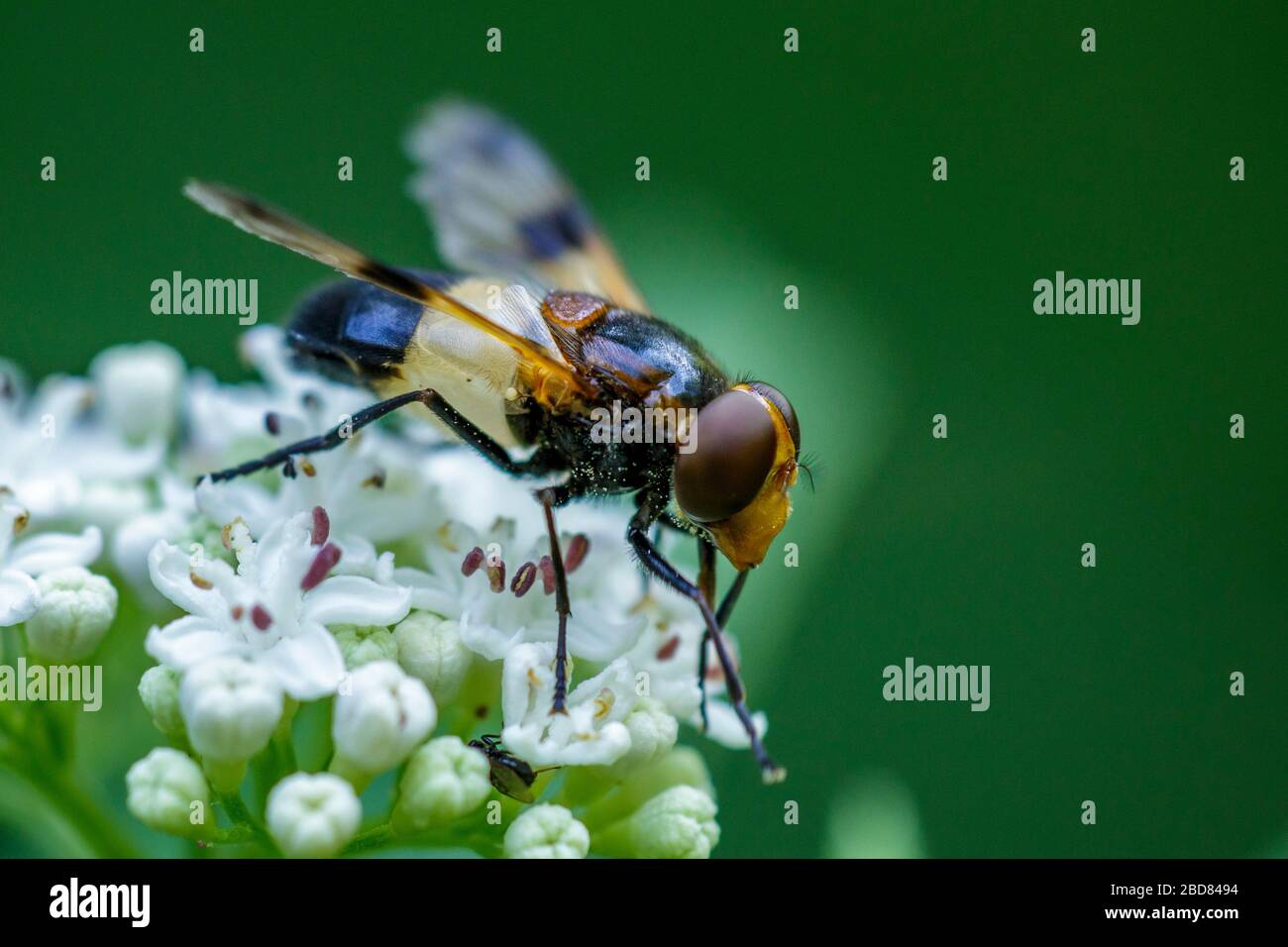 Pellucid Hoverfly, Pellucid Fly (Volucella pellucens), sits on an ...