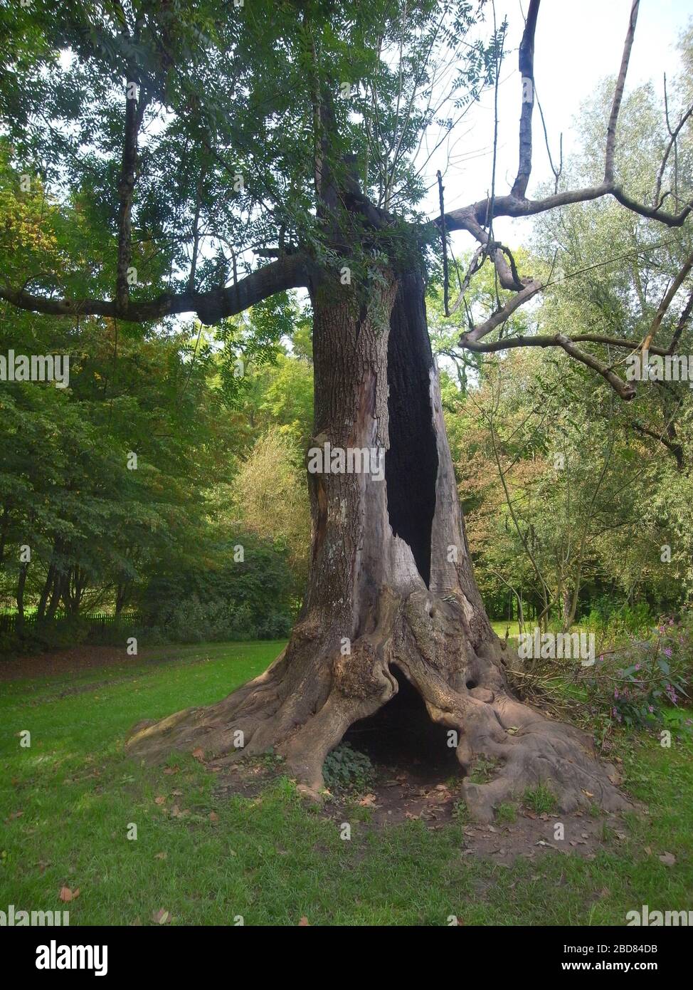 common ash, European ash (Fraxinus excelsior), old tree with hollow ...