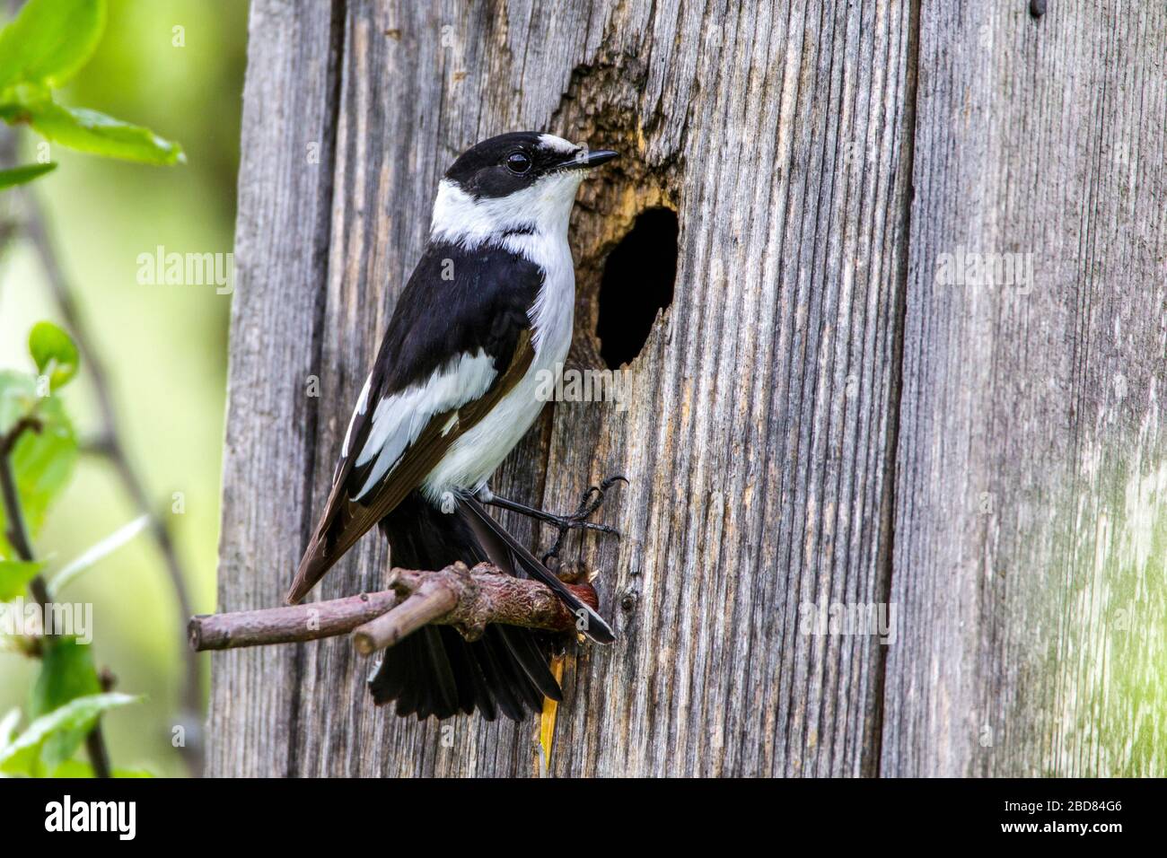 collared flycatcher (Ficedula albicollis), male at nesting box, Germany ...