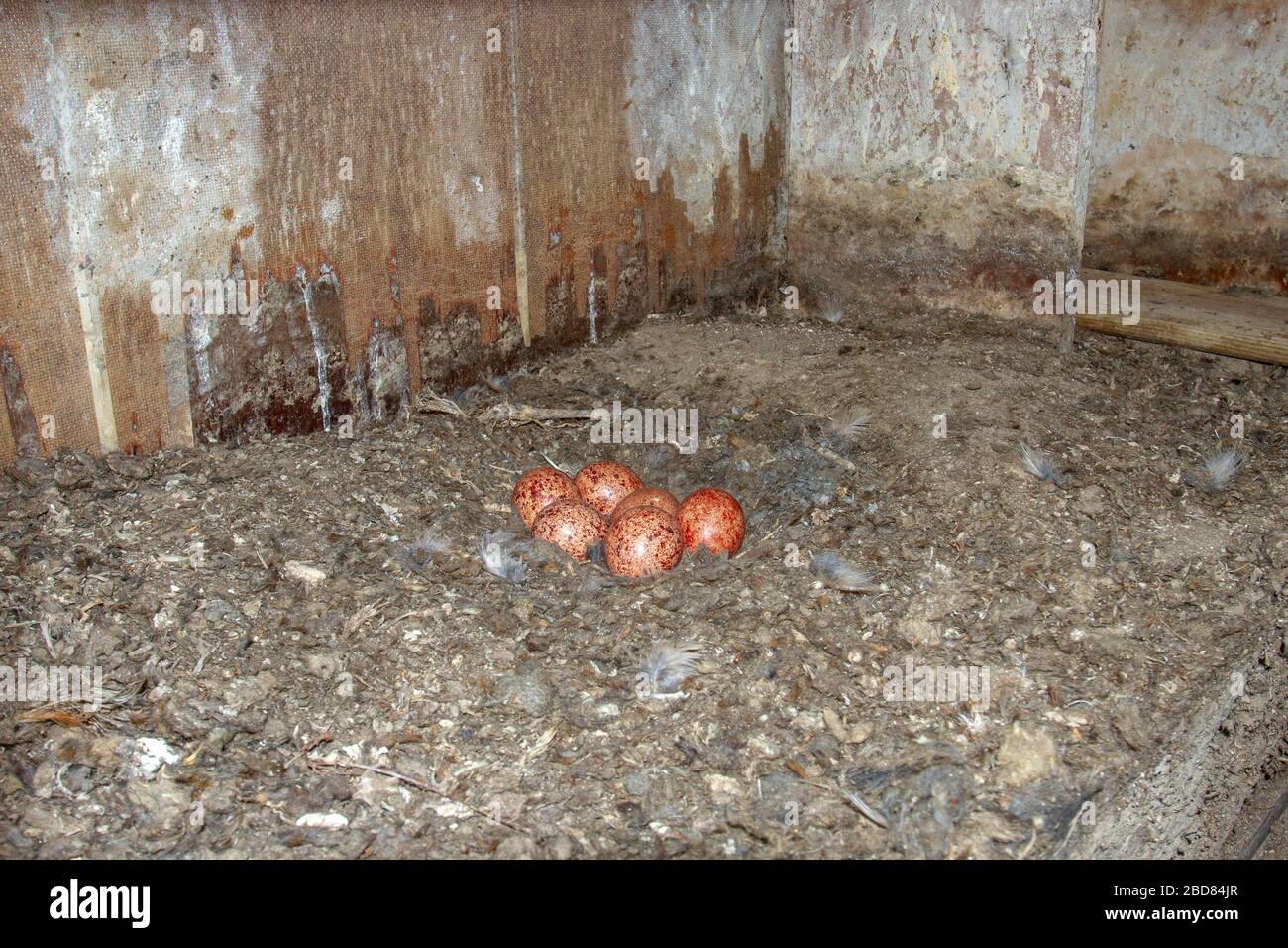 Kestrel nest box hi-res stock photography and images - Alamy