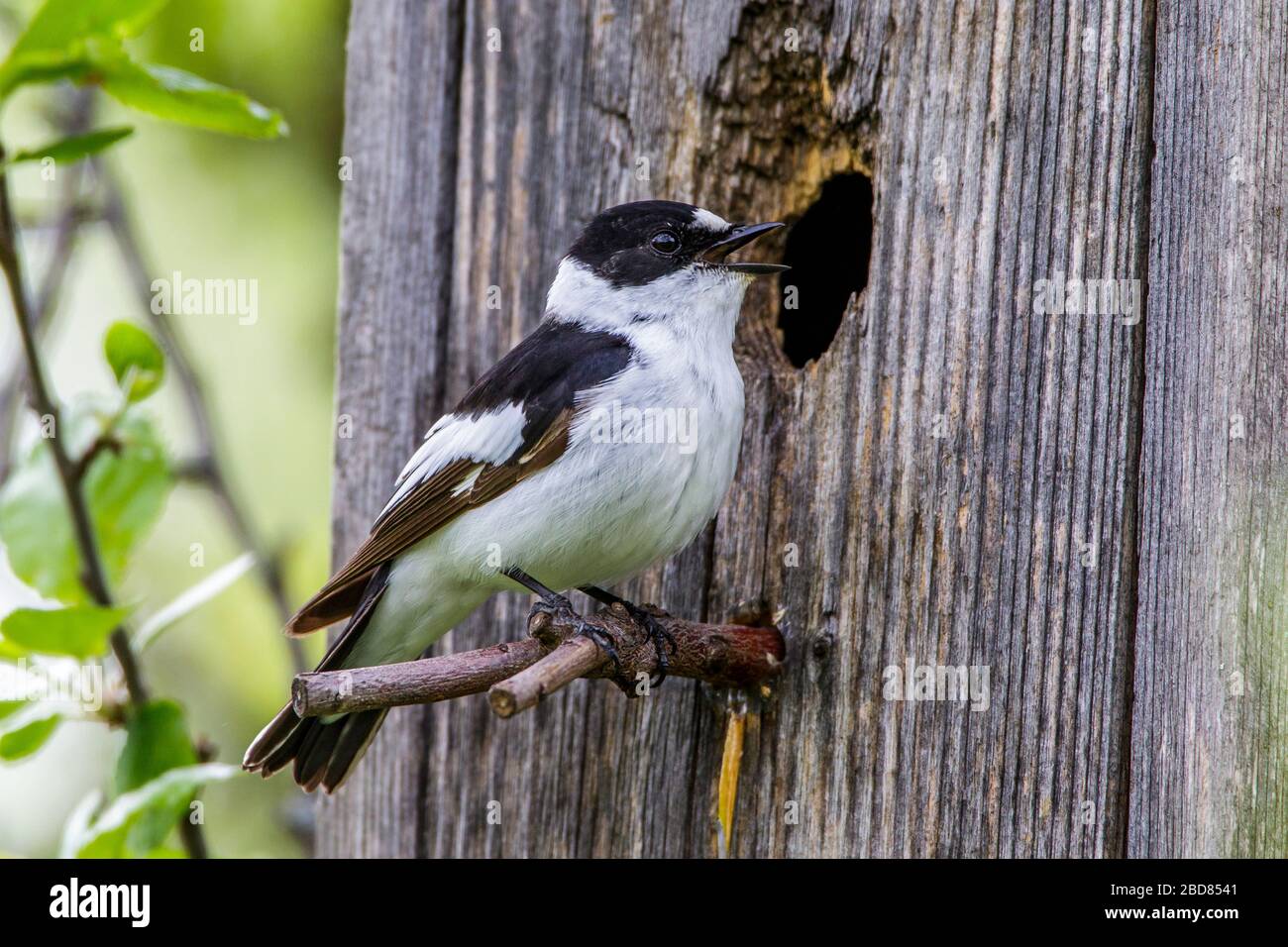 collared flycatcher (Ficedula albicollis), male at nesting box, Germany ...