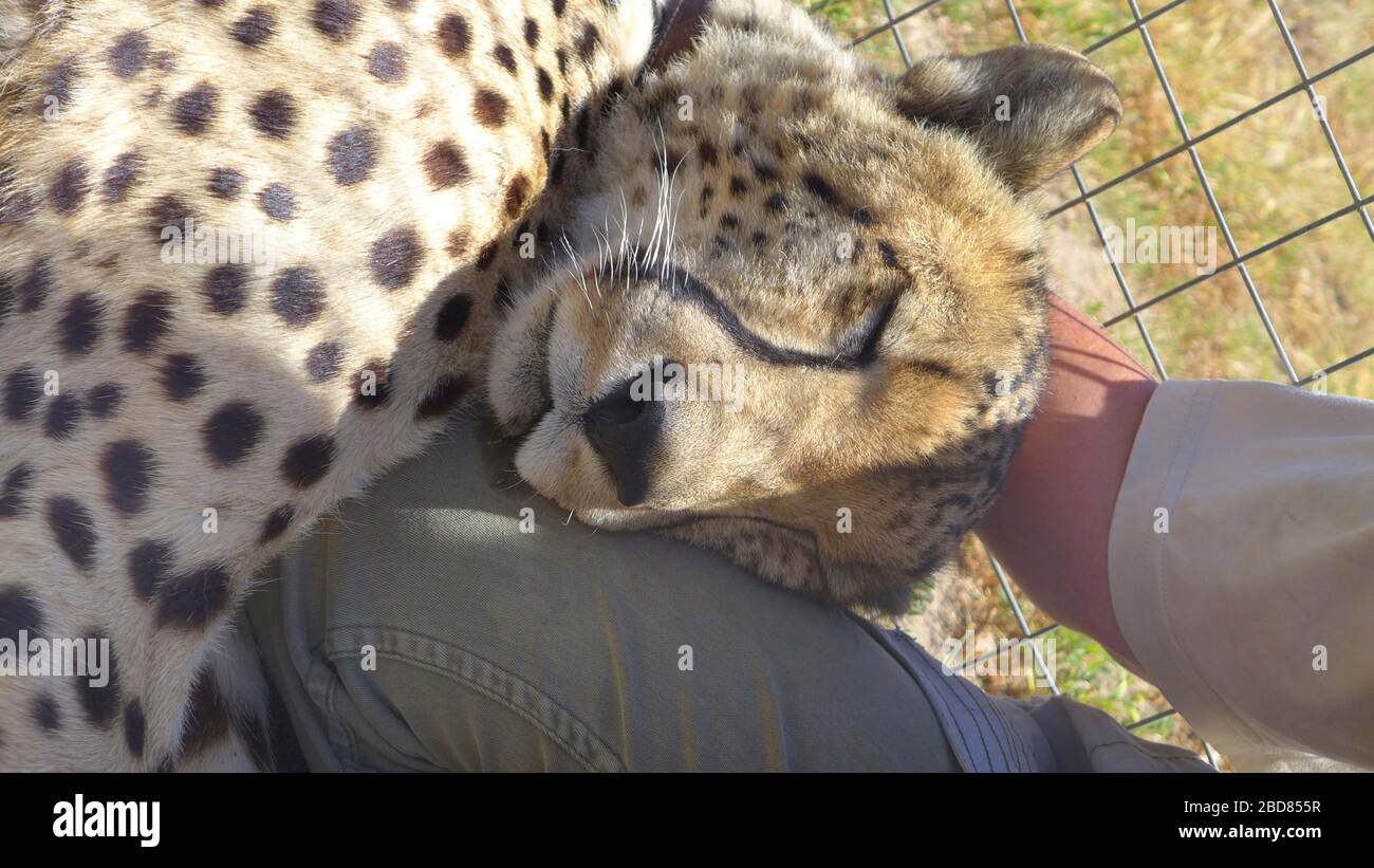 cheetah (Acinonyx jubatus), portrait, sleeping on the knee of a keeper ...
