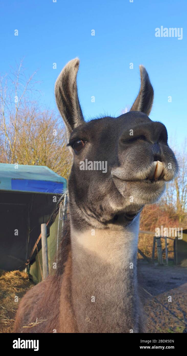 German llamas hi-res stock photography and images - Alamy