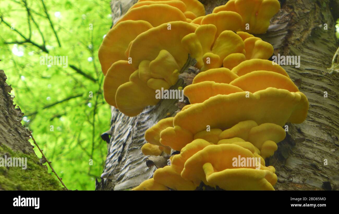 The Chicken of the Woods, Aulphur polypore, Sulphur shelf (Laetiporus ...