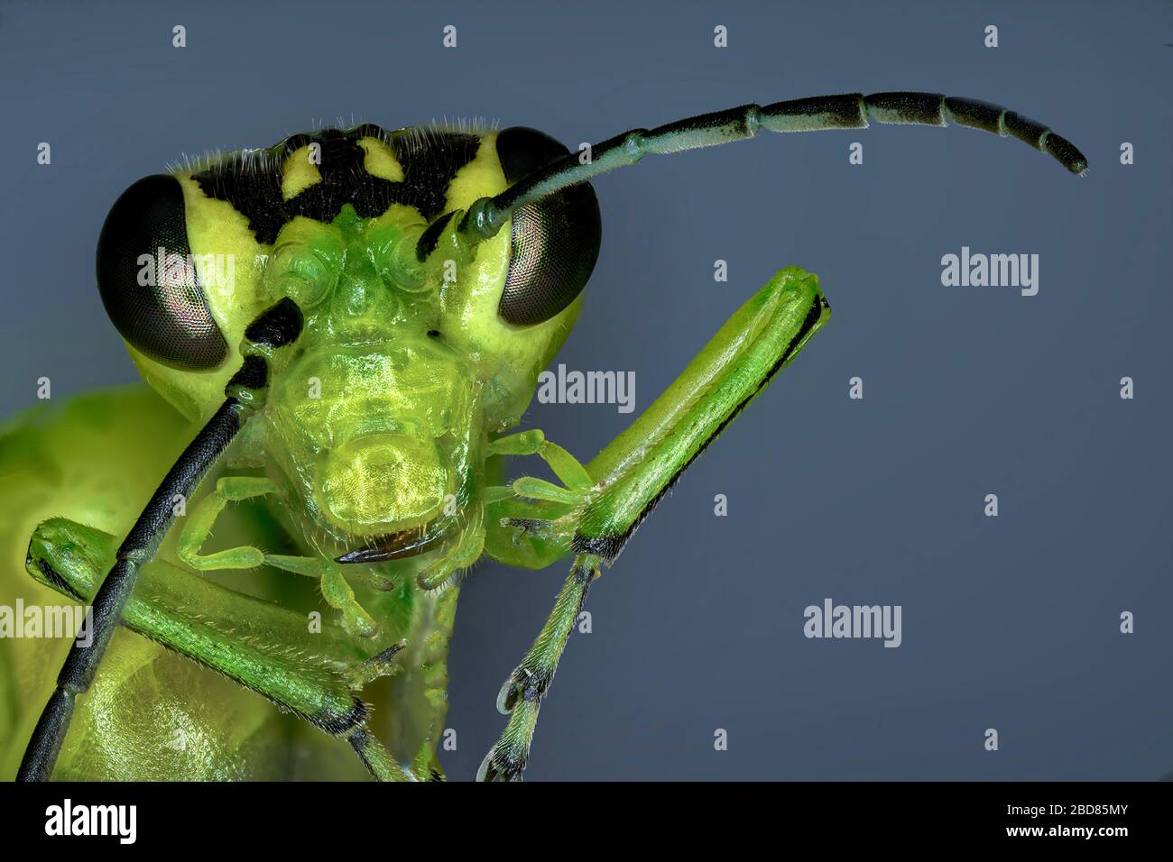 Insect portraits hi-res stock photography and images - Alamy