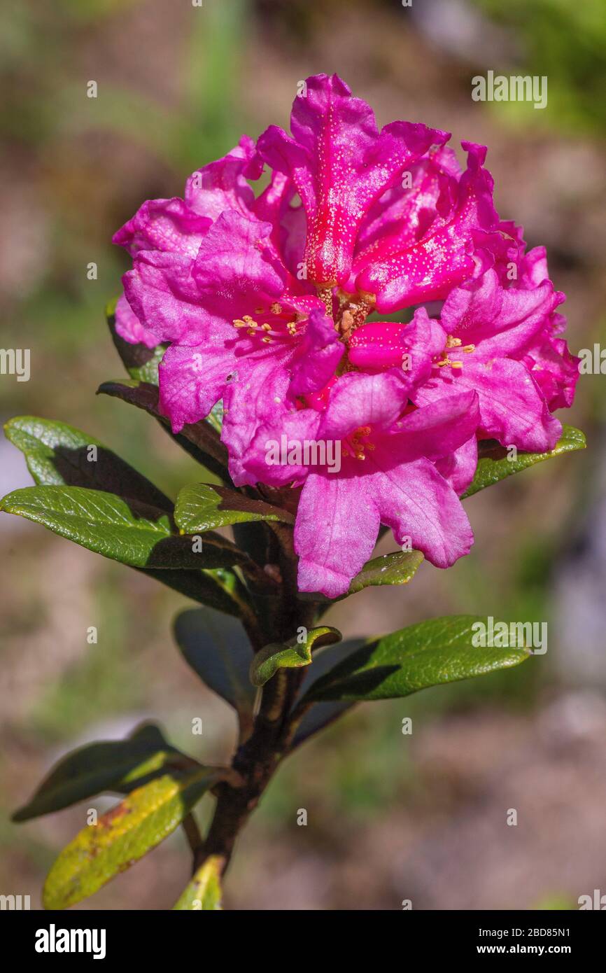 Rust-leaved alpine rose, snow-rose, snowrose, Rusty-leaved alpenrose ...