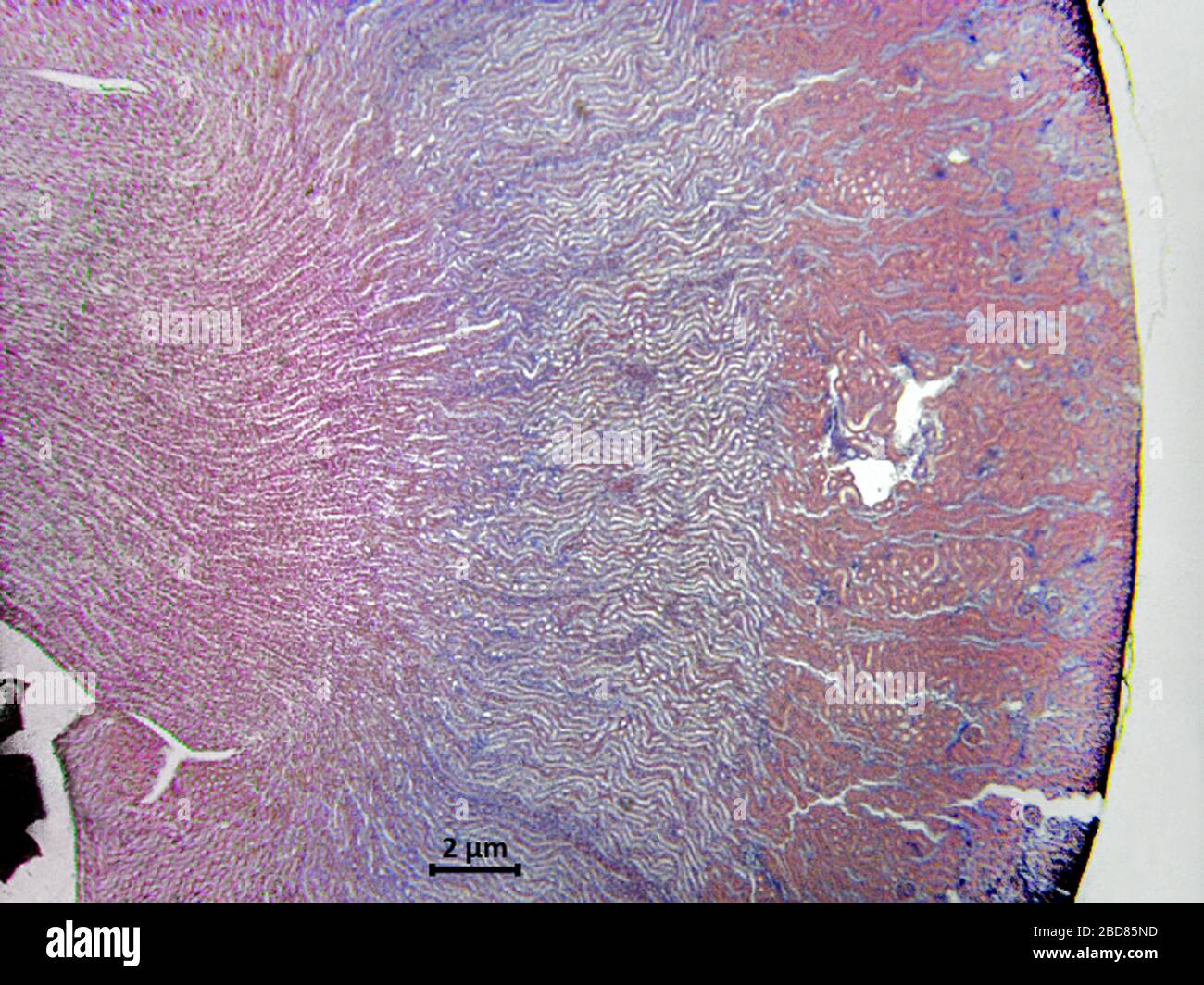 Kidney histology hi-res stock photography and images - Alamy