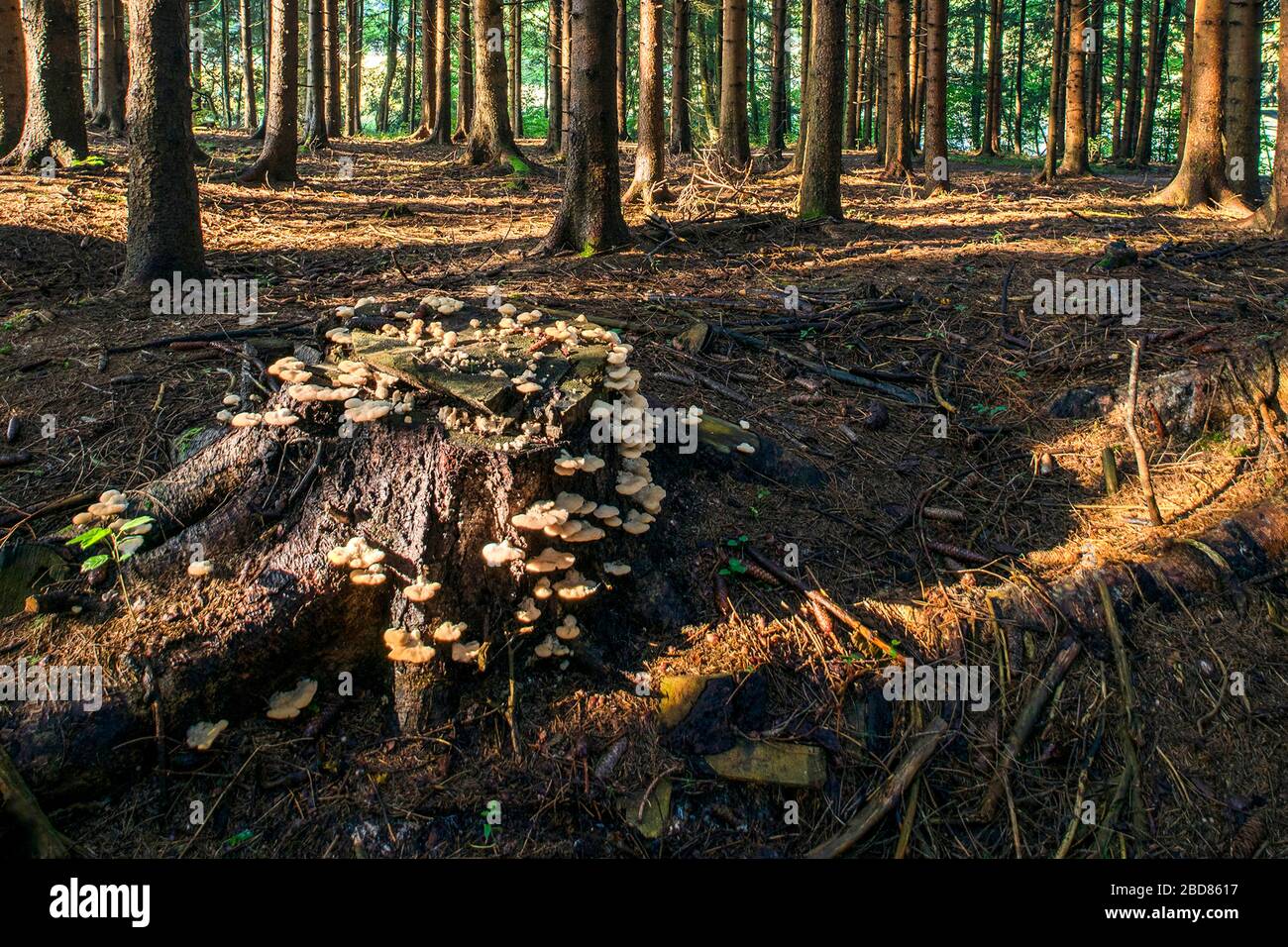 Snag on ground in forest hi-res stock photography and images - Alamy
