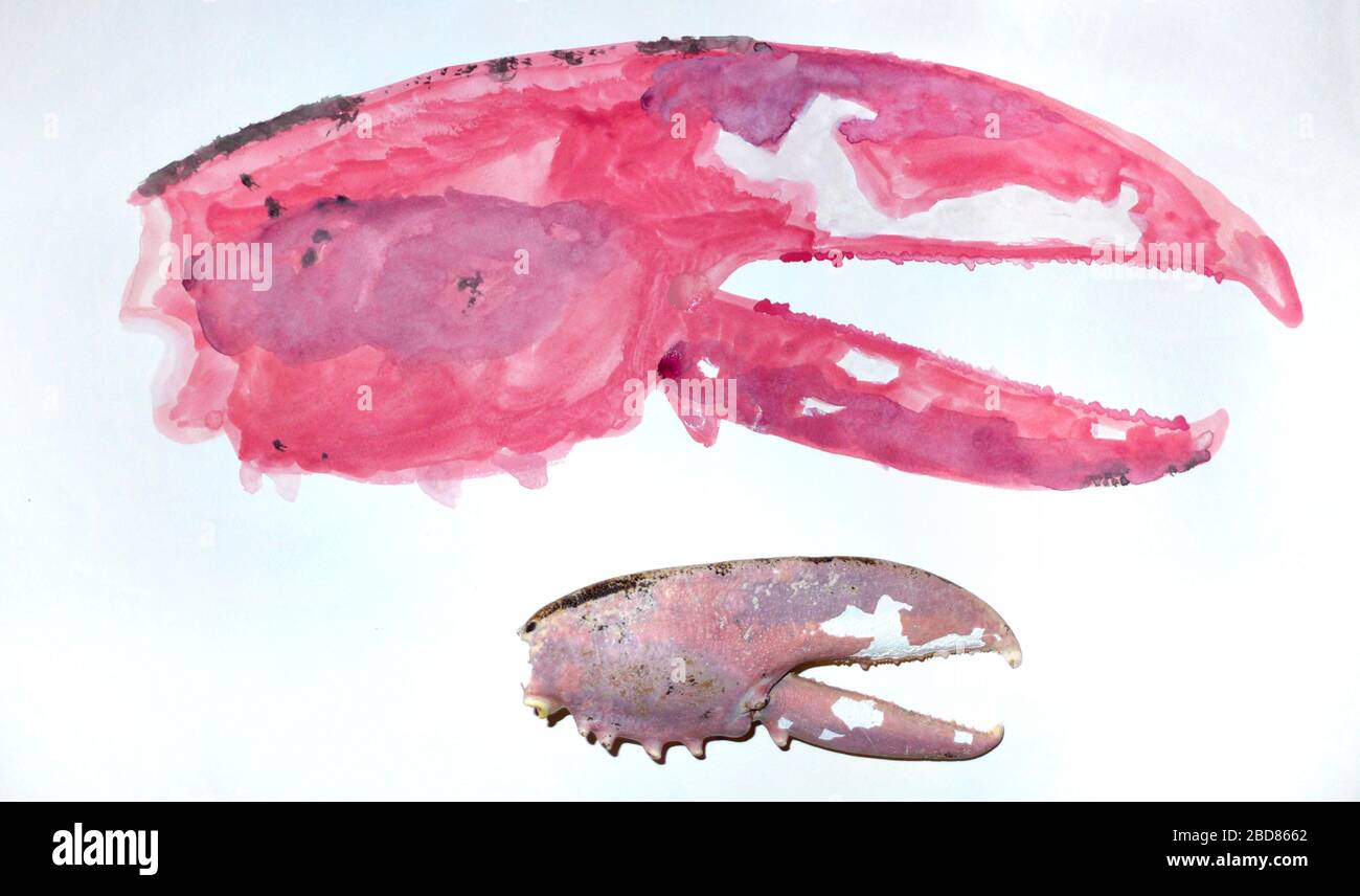 pincer of a crayfish - original and painting with water colours Stock ...