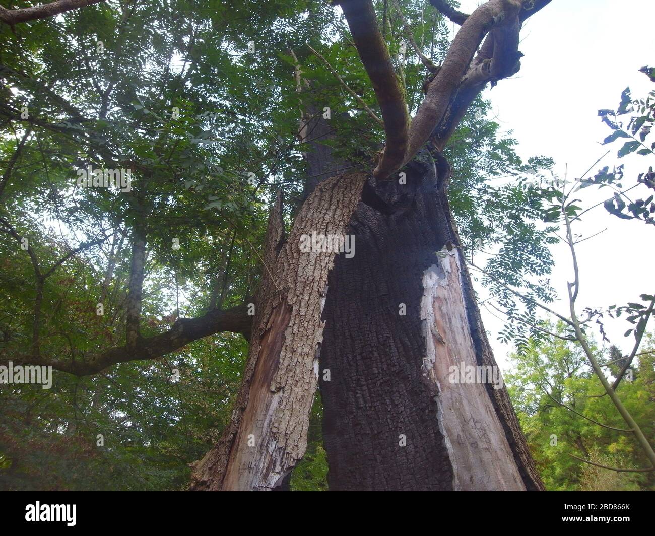 Old ash trees hi-res stock photography and images - Alamy