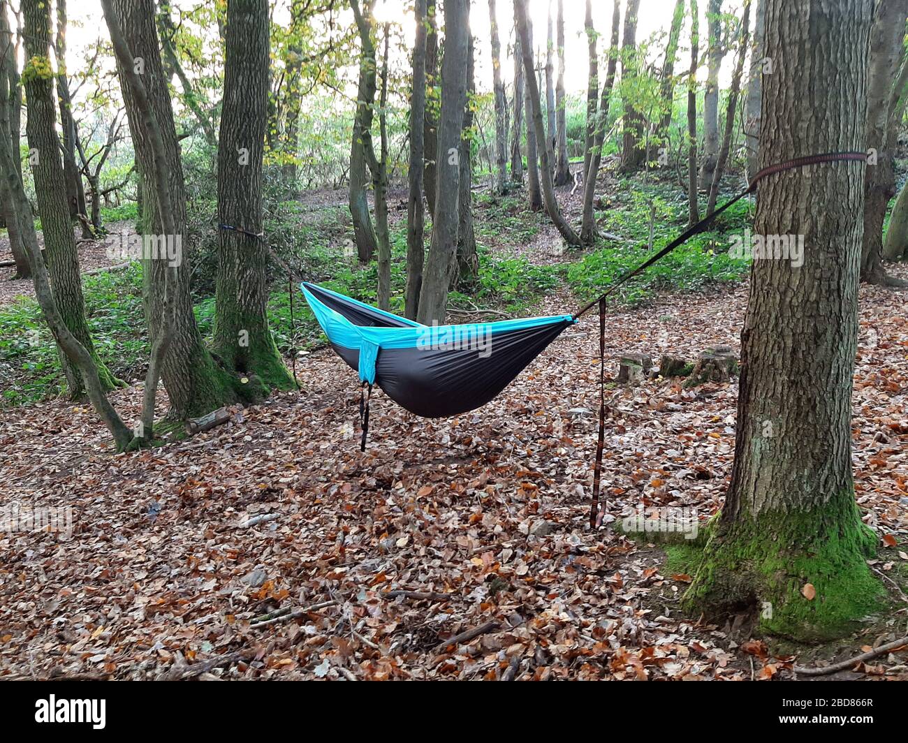 Hammock forest hi-res stock photography and images - Alamy