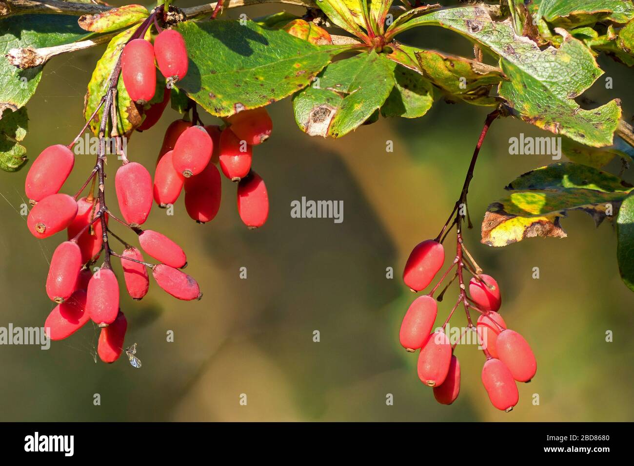 common barberry, European barberry (Berberis vulgaris), branch with ...