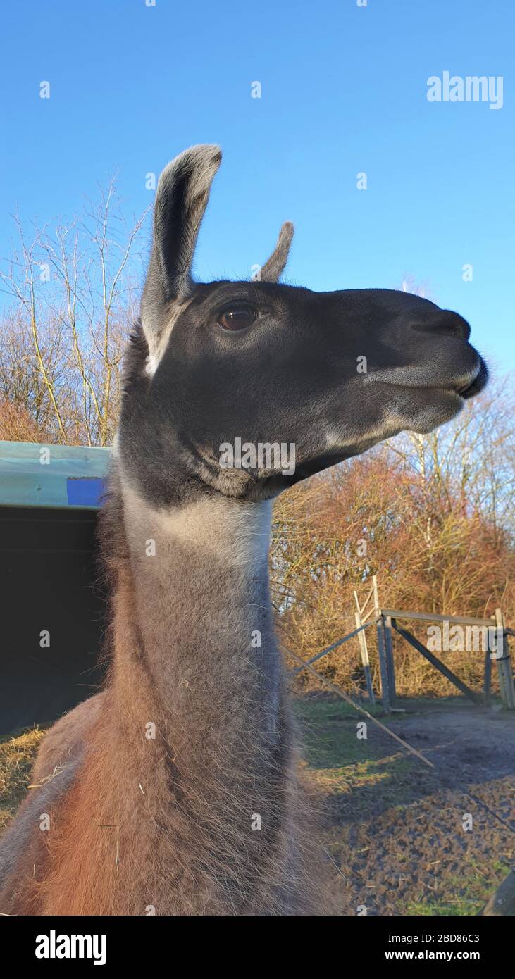 Llama side view hi-res stock photography and images - Alamy