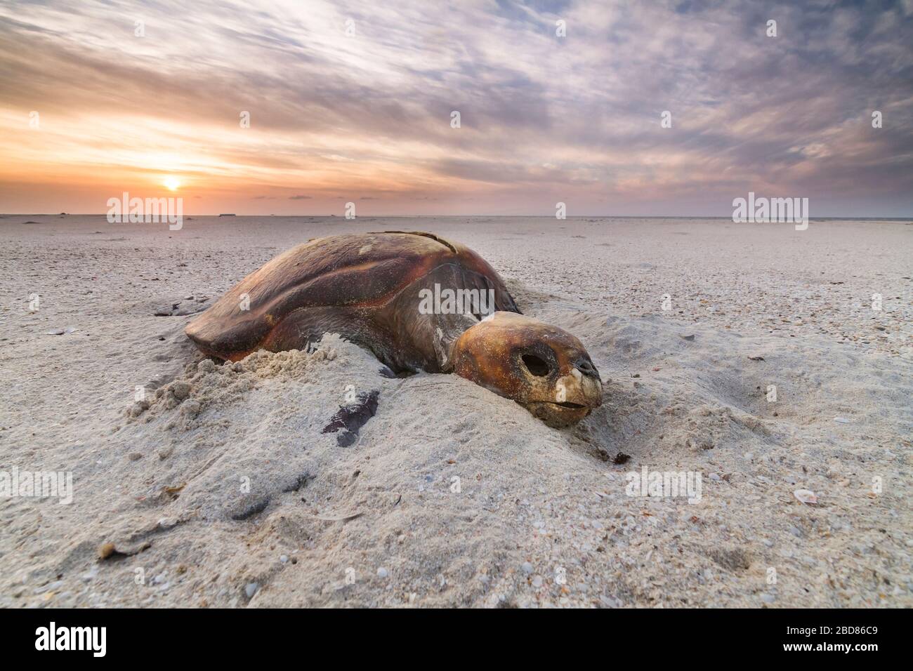 loggerhead sea turtle, loggerhead (Caretta caretta), dead carcass at ...