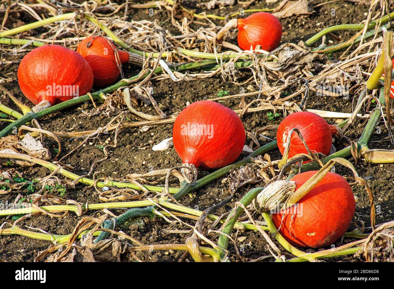 Hokkaido, Hokkaido squash, Red kuri squash (Cucurbita maxima), cultivar ...