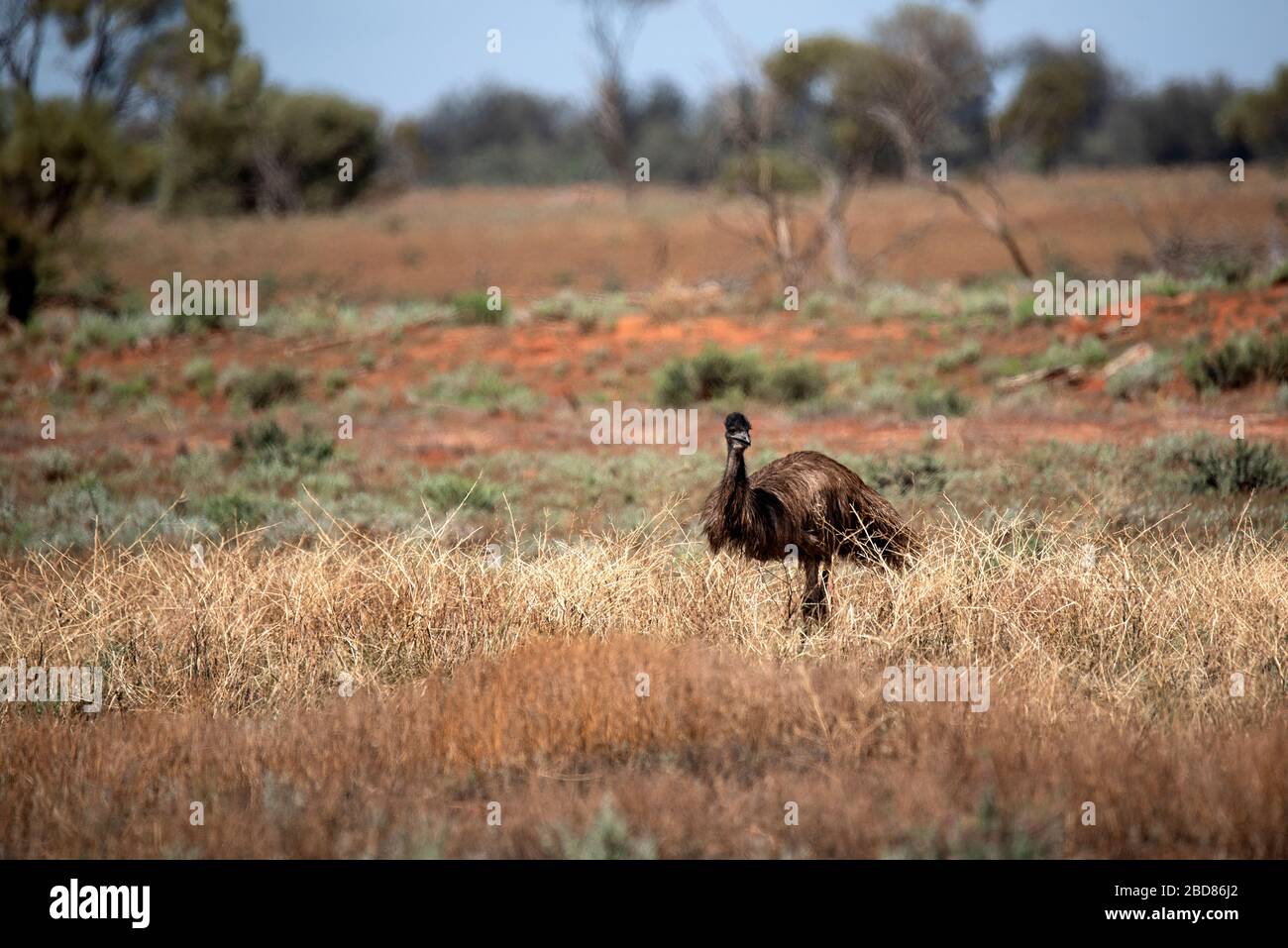 Emu in australian outback hi-res stock photography and images - Alamy