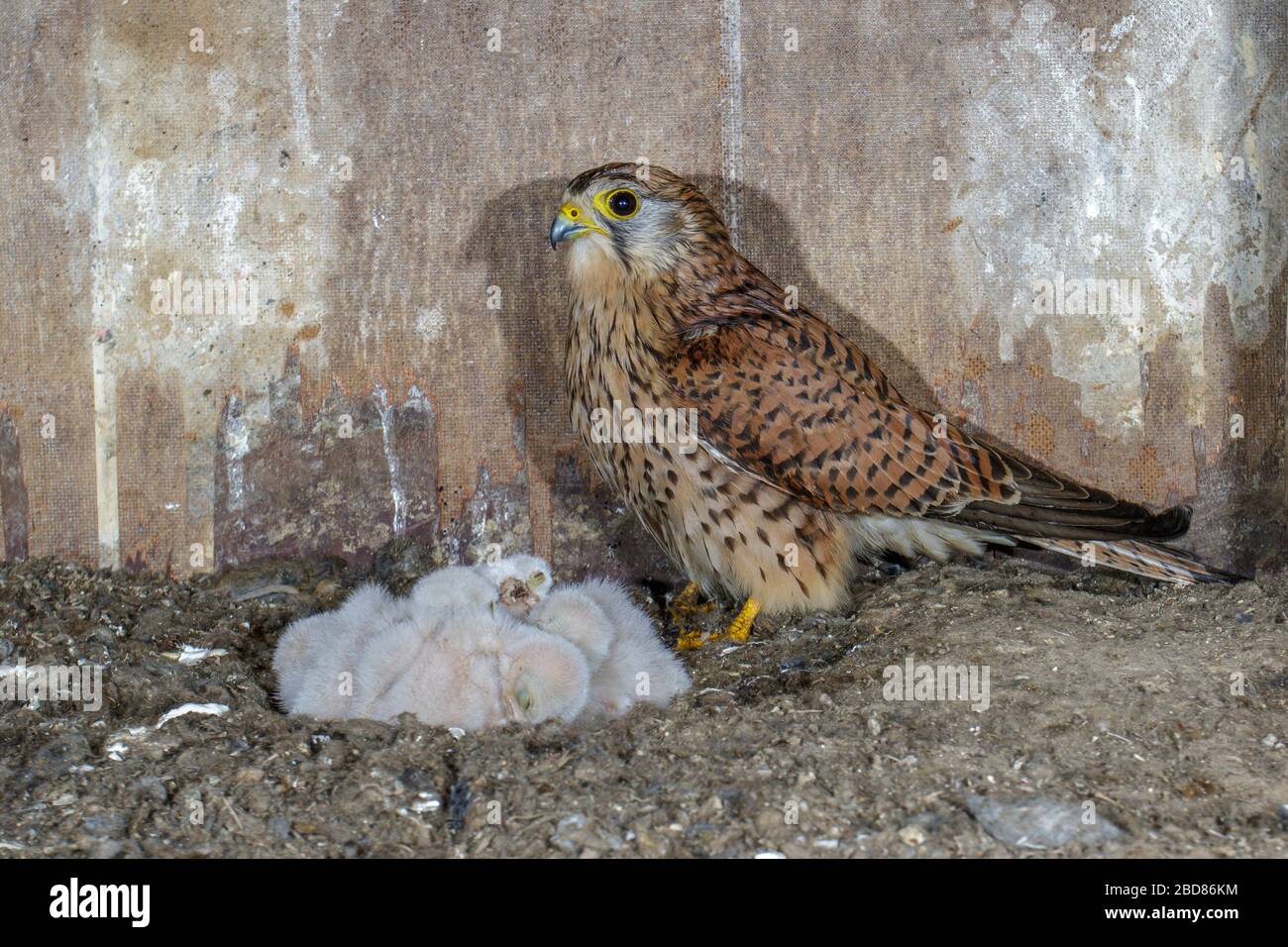 Kestrels chicks nest nesting hi-res stock photography and images - Alamy