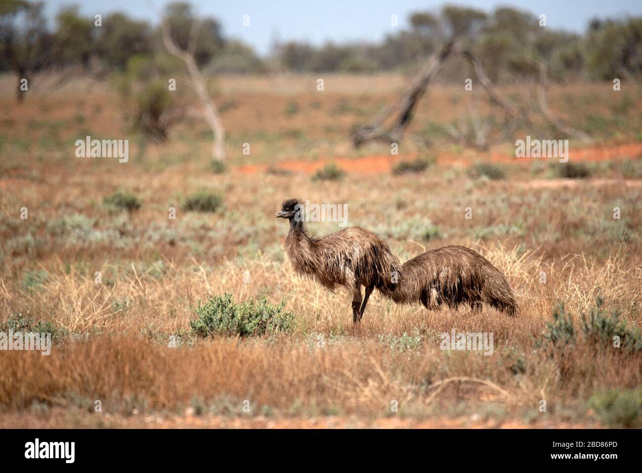 Emu pair looking like one is hiding behind the other Stock Photo - Alamy
