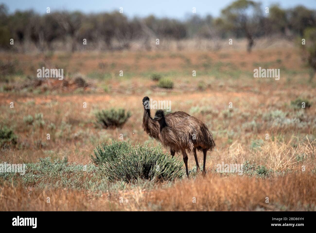 Emu couple spotted near Hay, outback NSW, Australia Stock Photo - Alamy