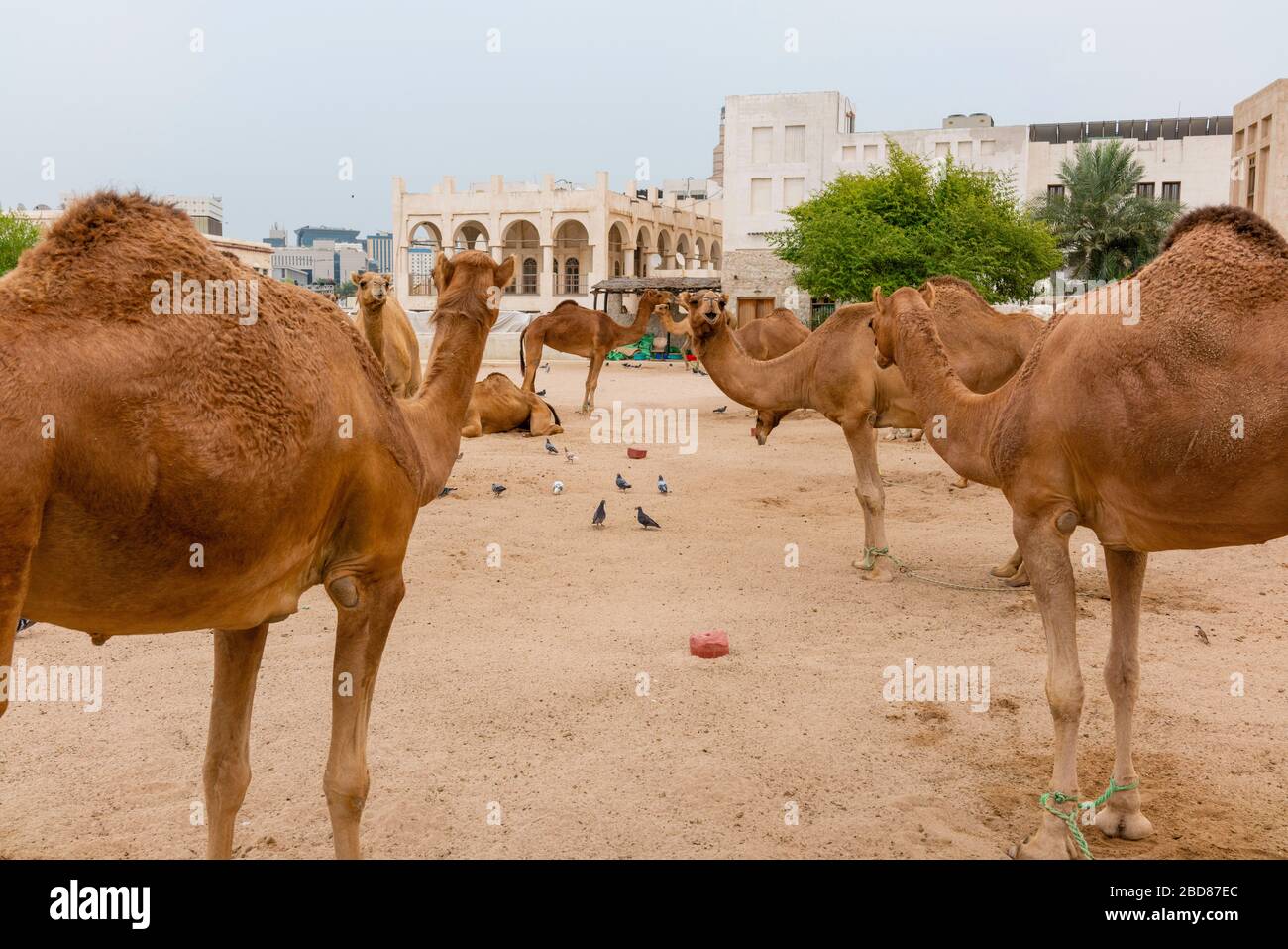 Qatari camels hi-res stock photography and images - Alamy