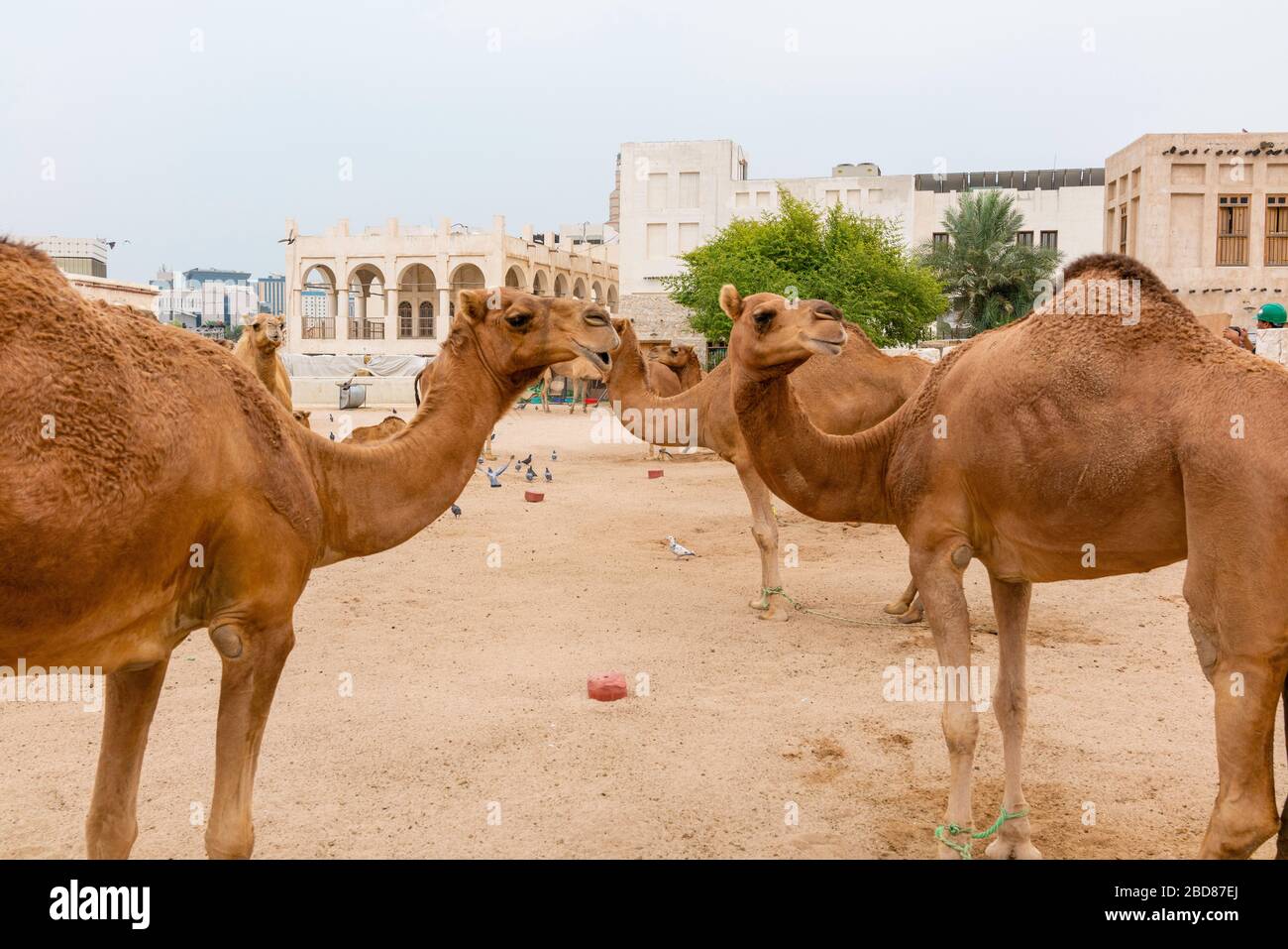 Qatari camels hi-res stock photography and images - Alamy