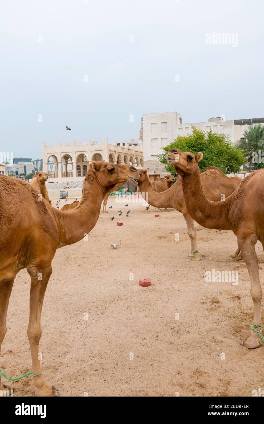 Qatari camels hi-res stock photography and images - Alamy