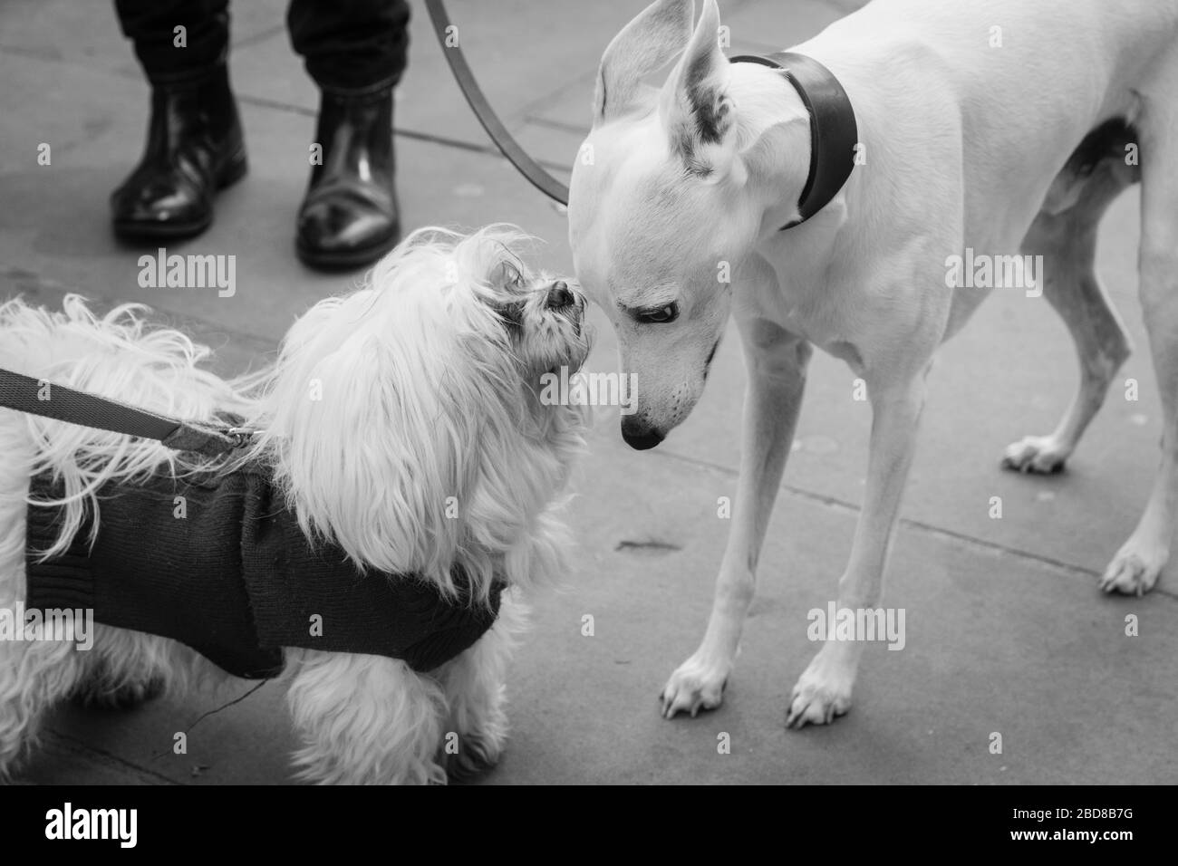 pet dogs greet each other on the street Stock Photo - Alamy