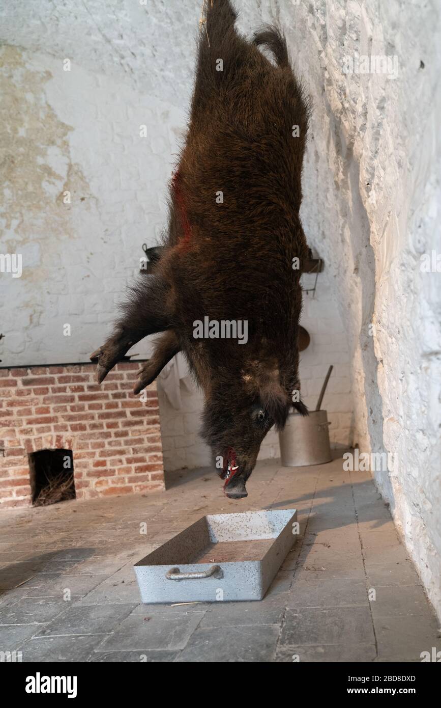 Wild boar hanging in slaughterhouse kitchen Stock Photo - Alamy