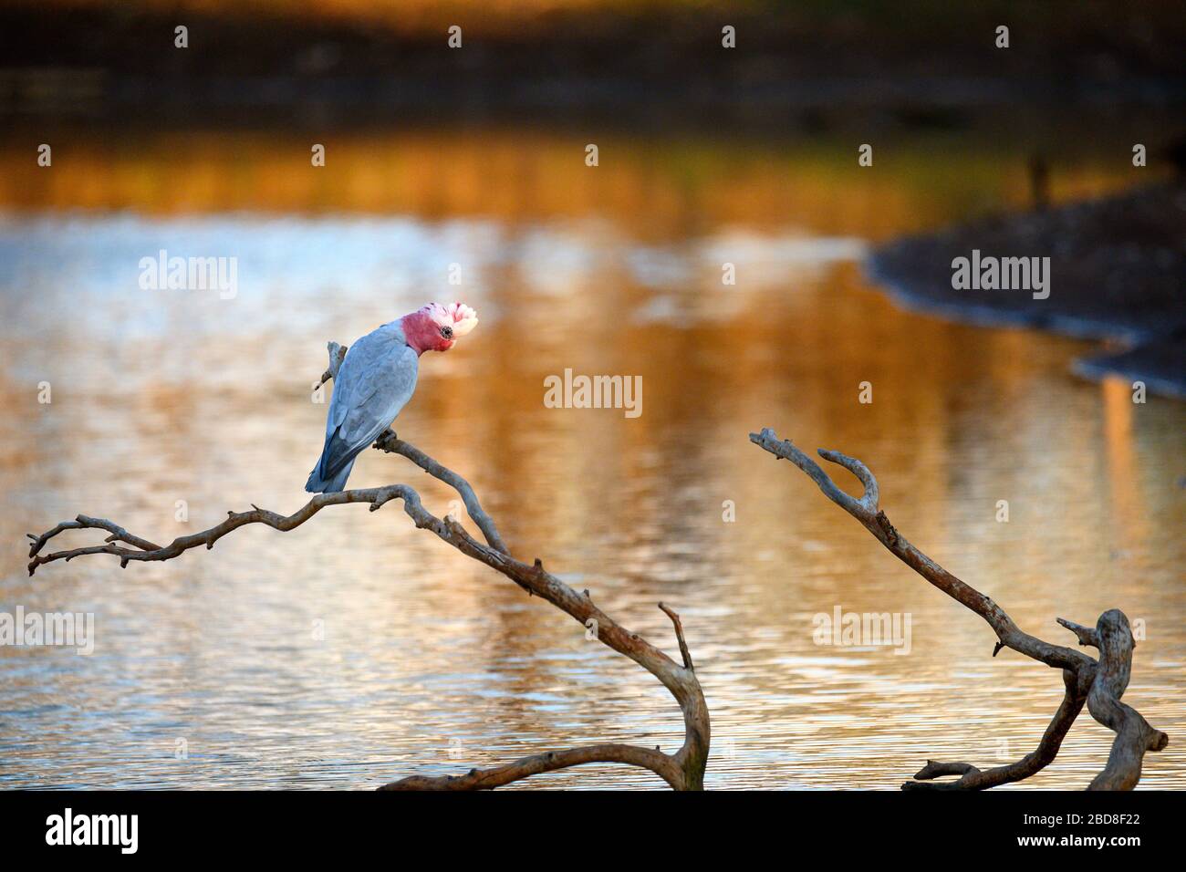 Native australian birds hi-res stock photography and images - Alamy