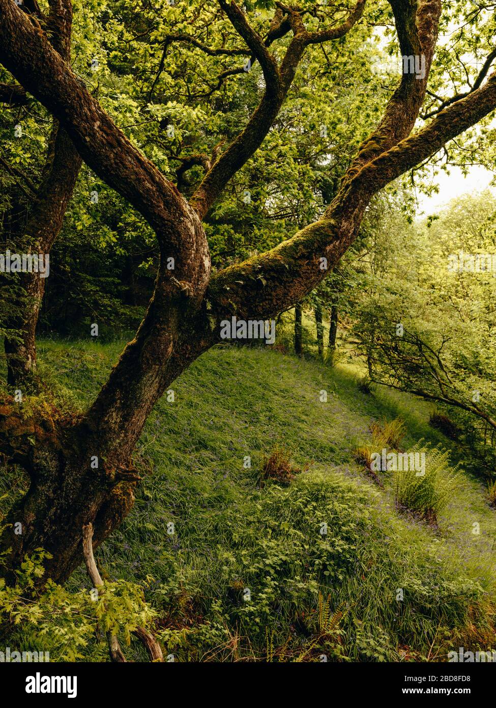 Scottish forest hi-res stock photography and images - Alamy